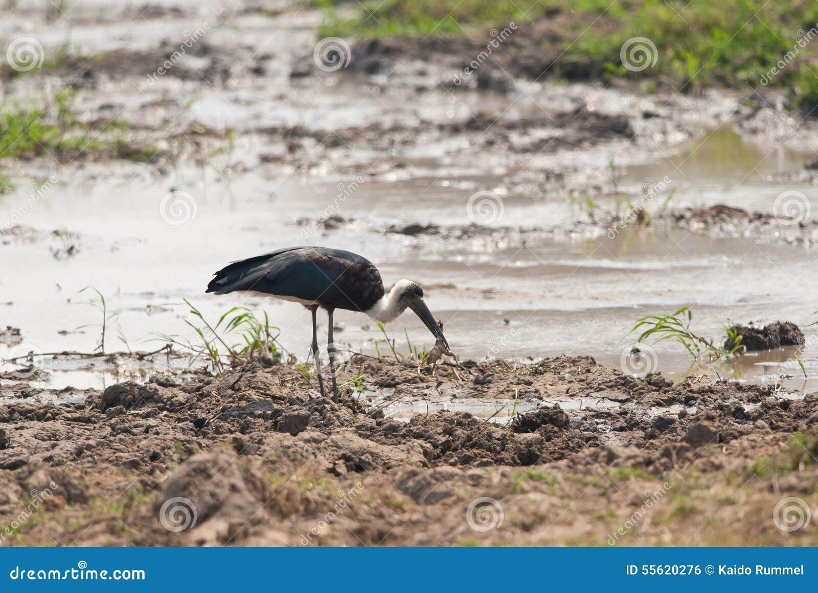 Bishop Stork stock photo. Image of stork, eating, action - 55620276