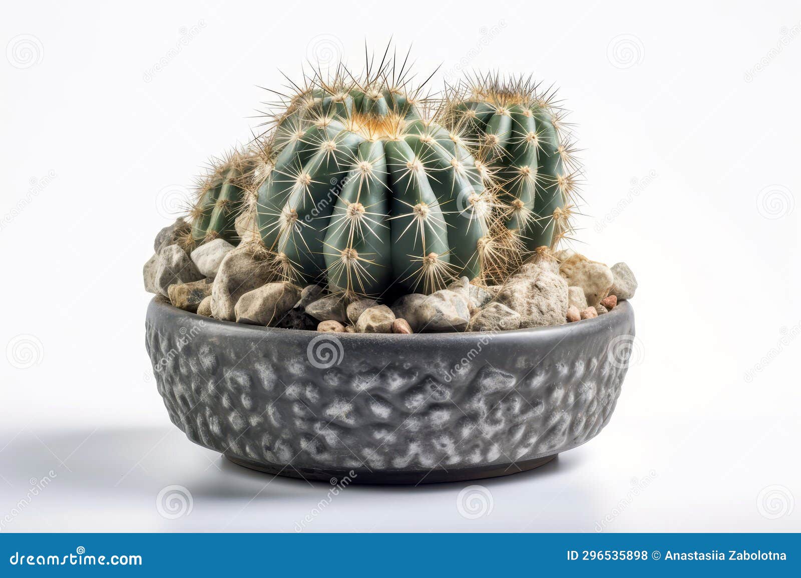 Bishops Cap Cactus Astrophytum Ornatum on White Background. Generative ...