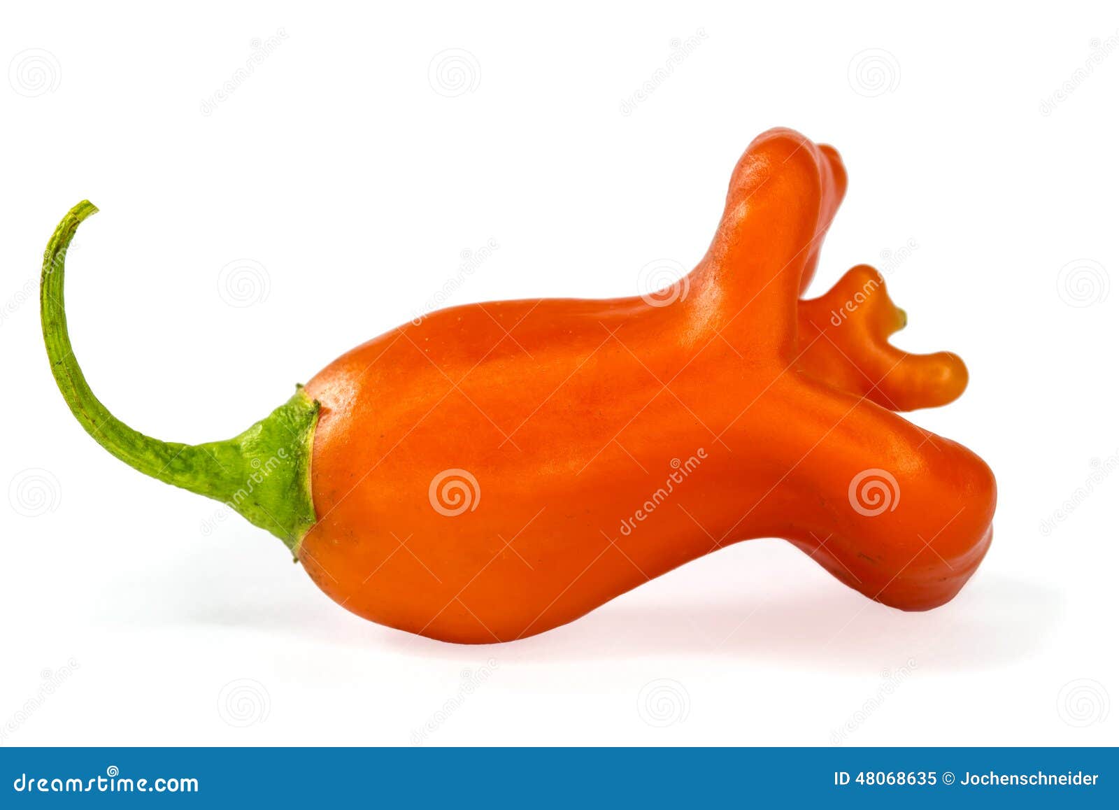 Bishops crown chili stock image. Image of closeup, pepper - 48068635