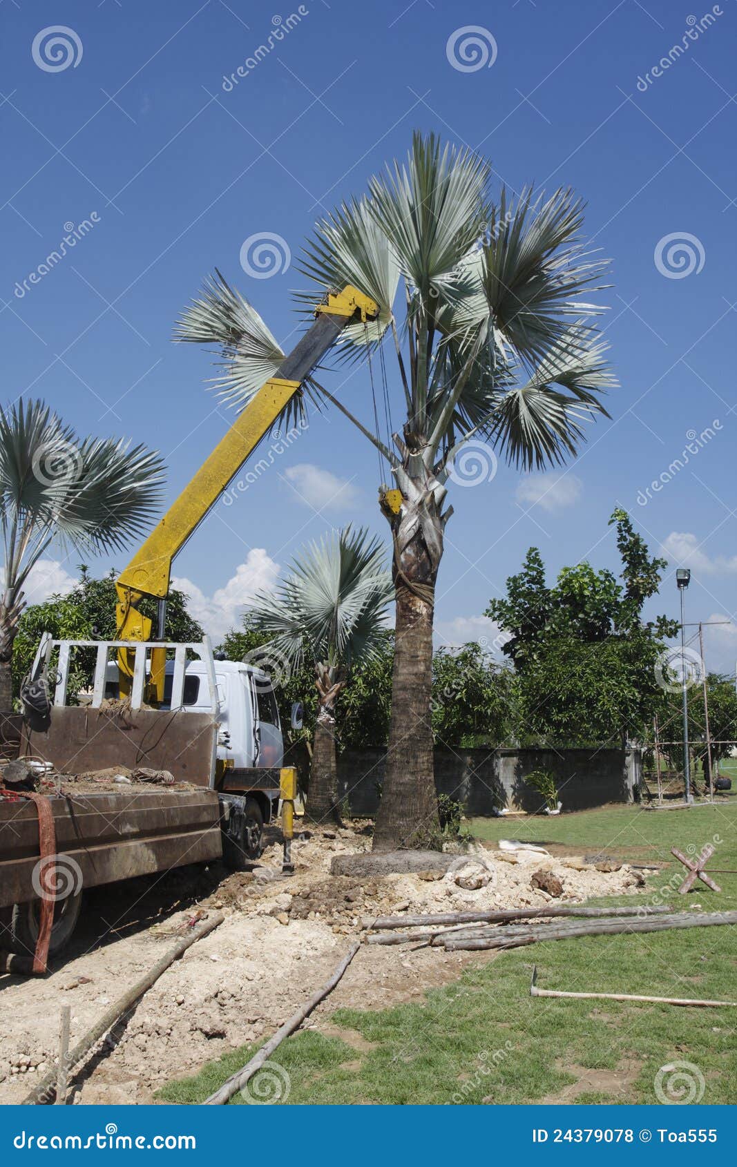 Bismarck Palm Tree Inflorescence, Bismarckia Nobilis Beautiful Flower ...