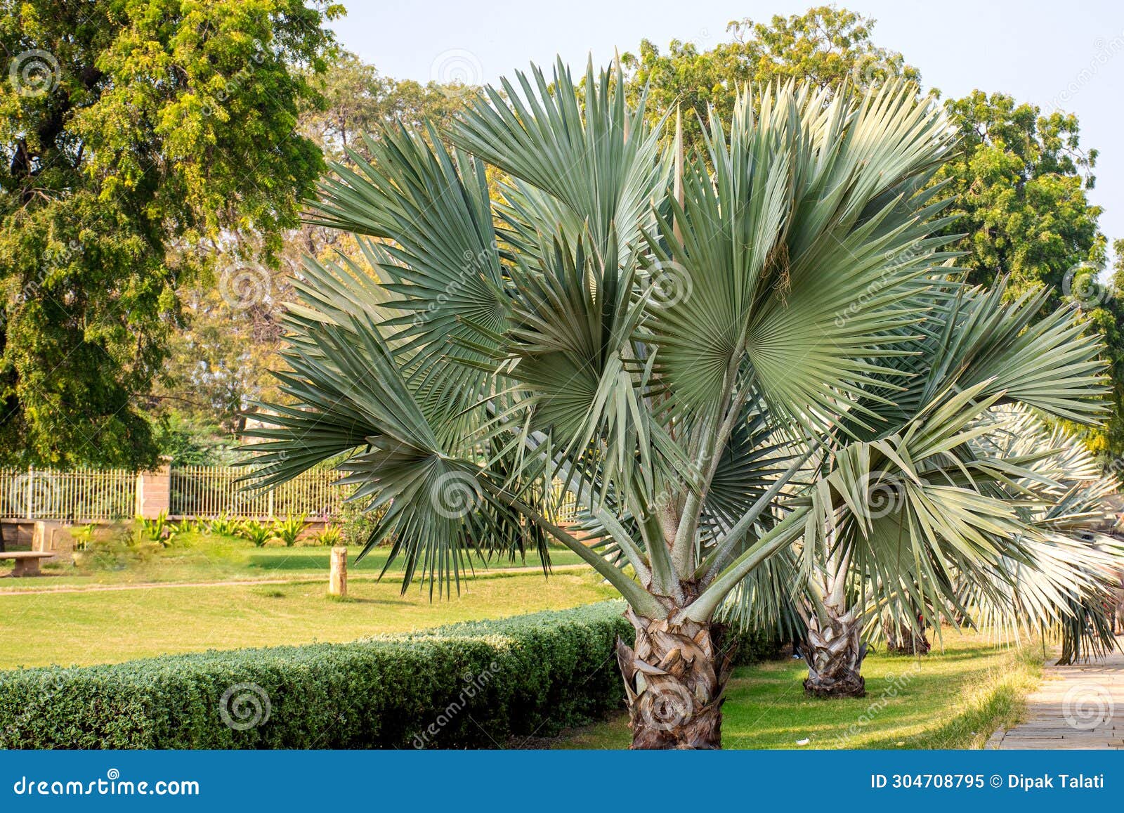 Bismarck Palm tree stock image. Image of botany, leaf - 304708795