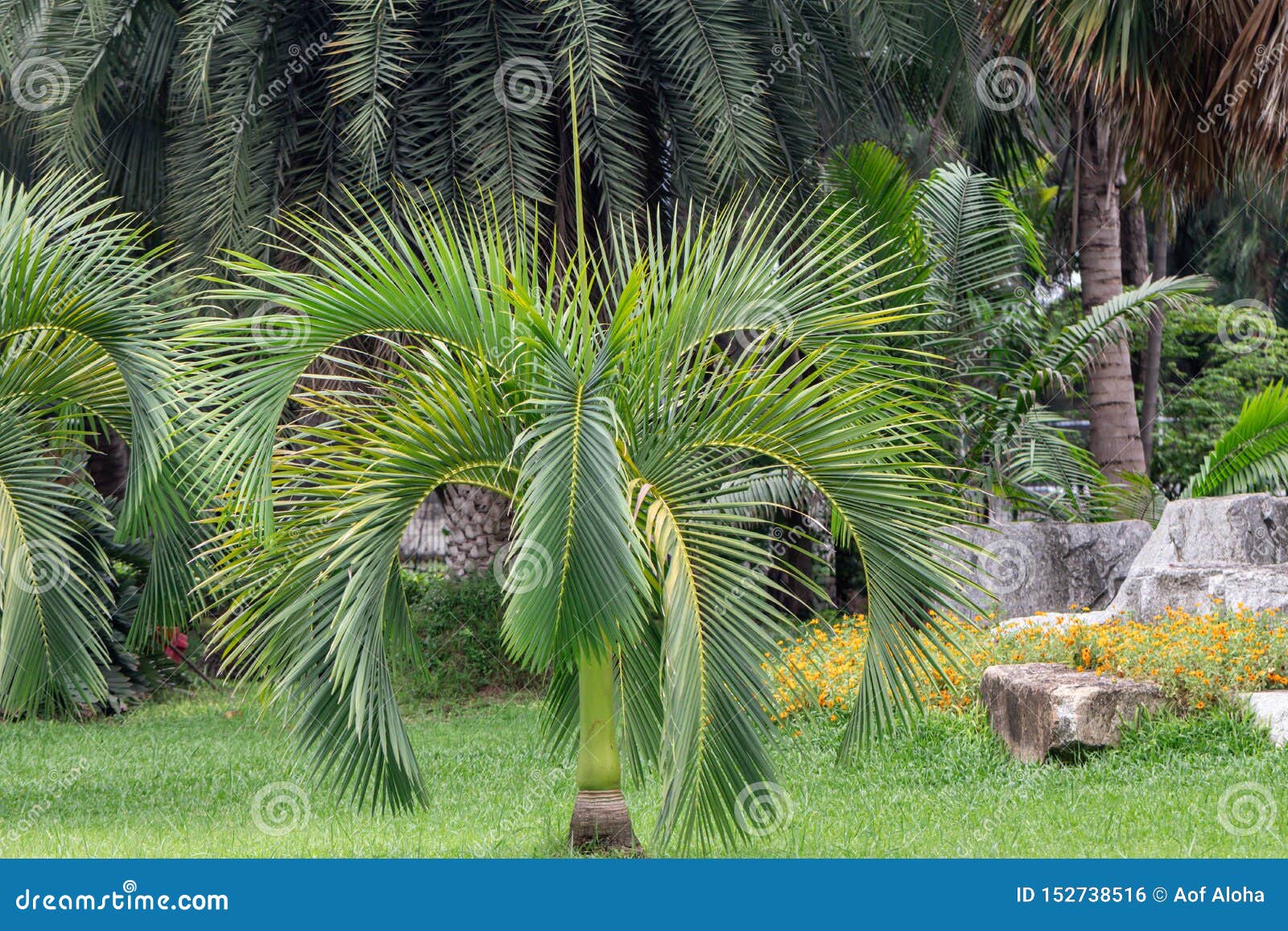 Silver Bismarckia Nobilis Palm Tree Royalty-Free Stock Image ...