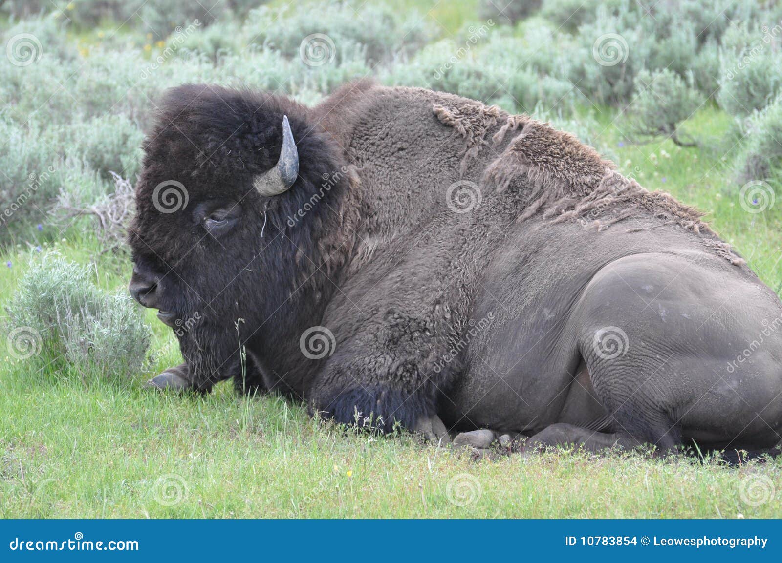 Bison stock photo. Image of nature, park, national, american - 10783854