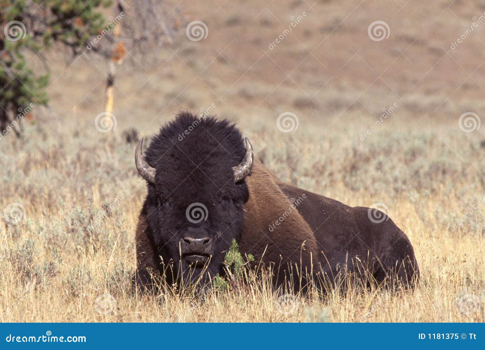 Bison stock image. Image of bison, landscape, country - 1181375