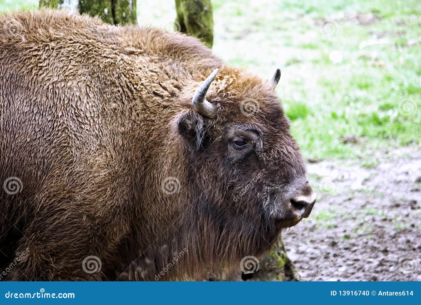Bison photo stock. Image du race, herbe, bison, animal - 13916740