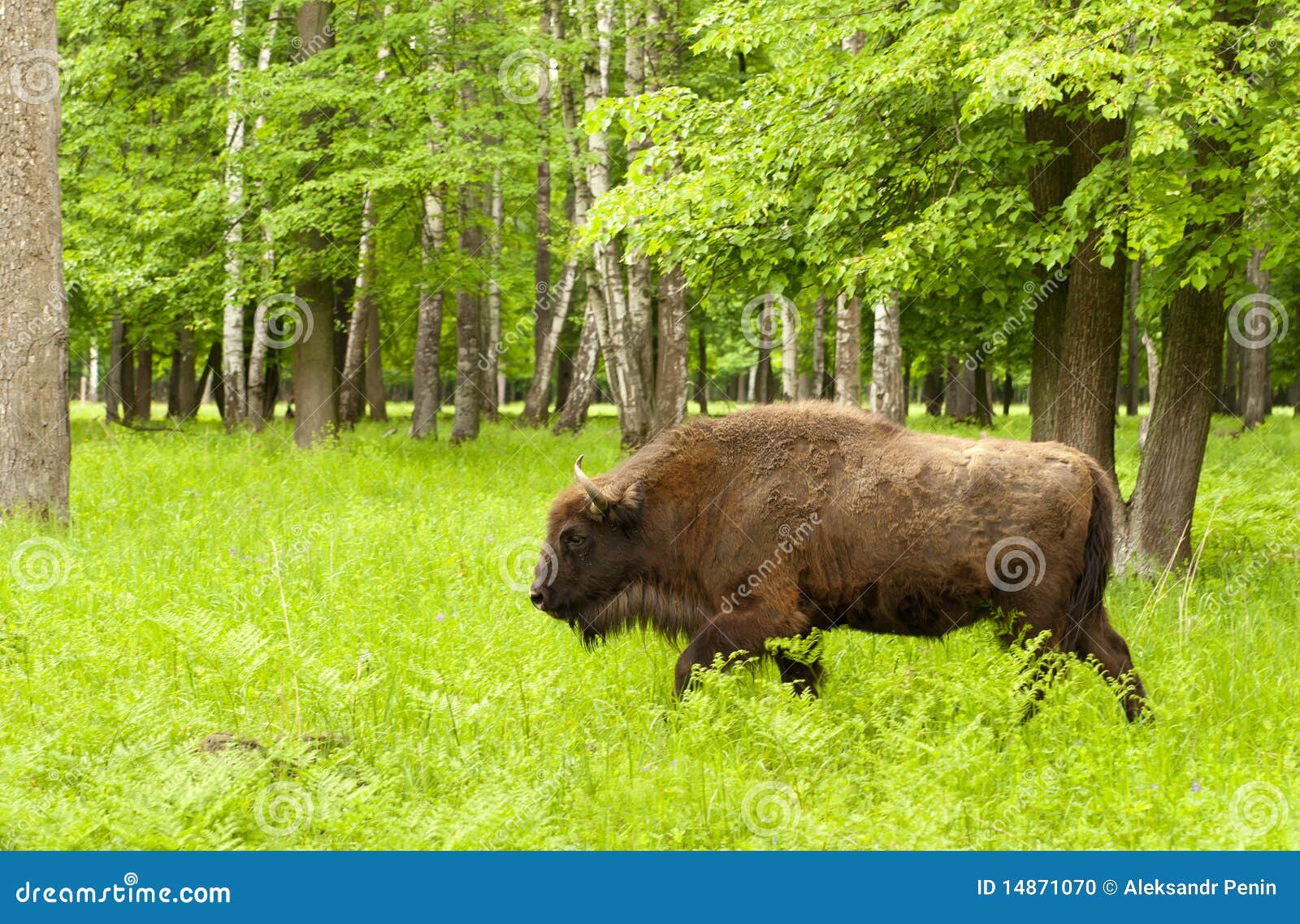 Real Bison Horn Stock Photos - Free & Royalty-Free Stock Photos from ...