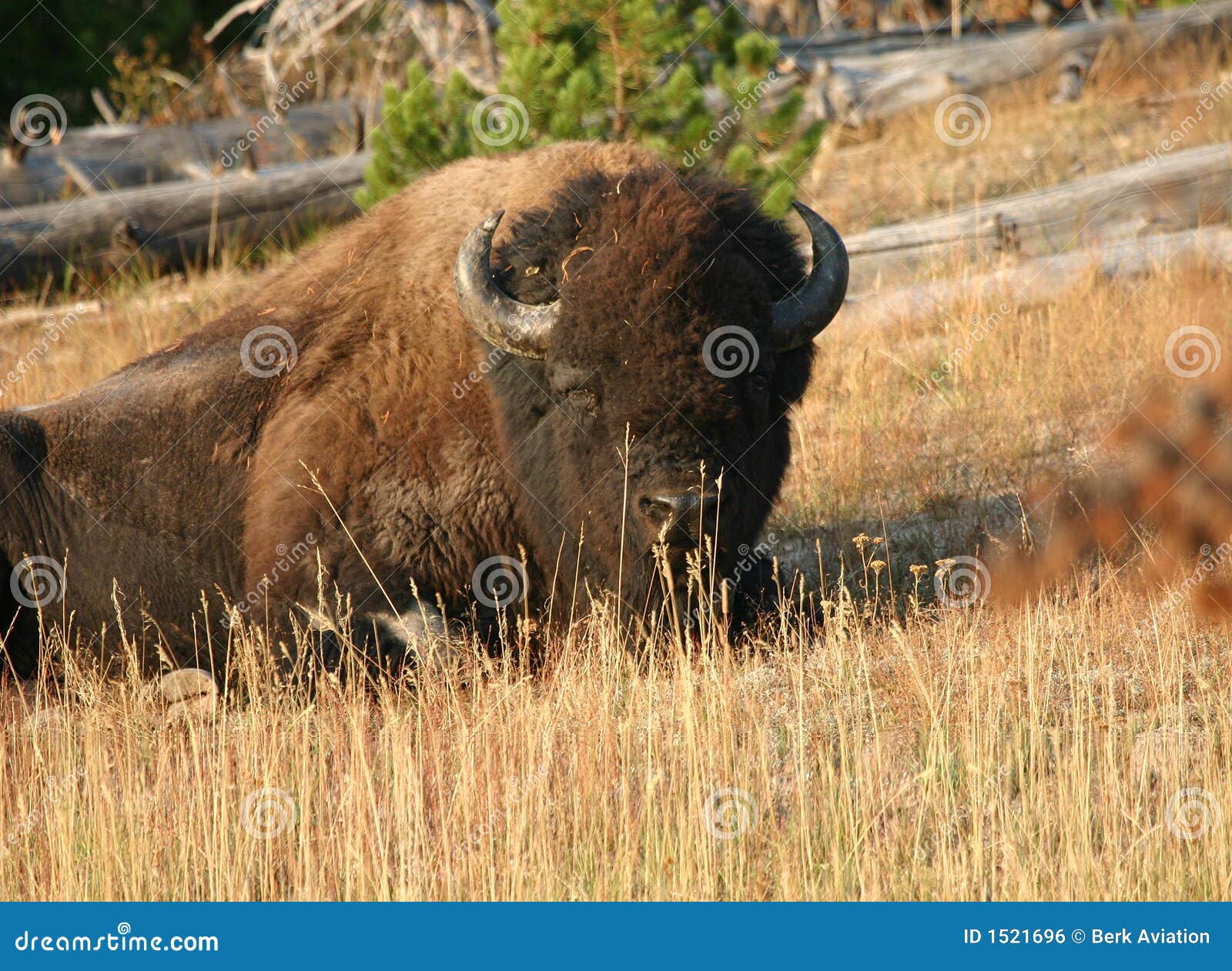 Bison stockfoto. Bild von tier, amerikanisch, europäisch - 1521696