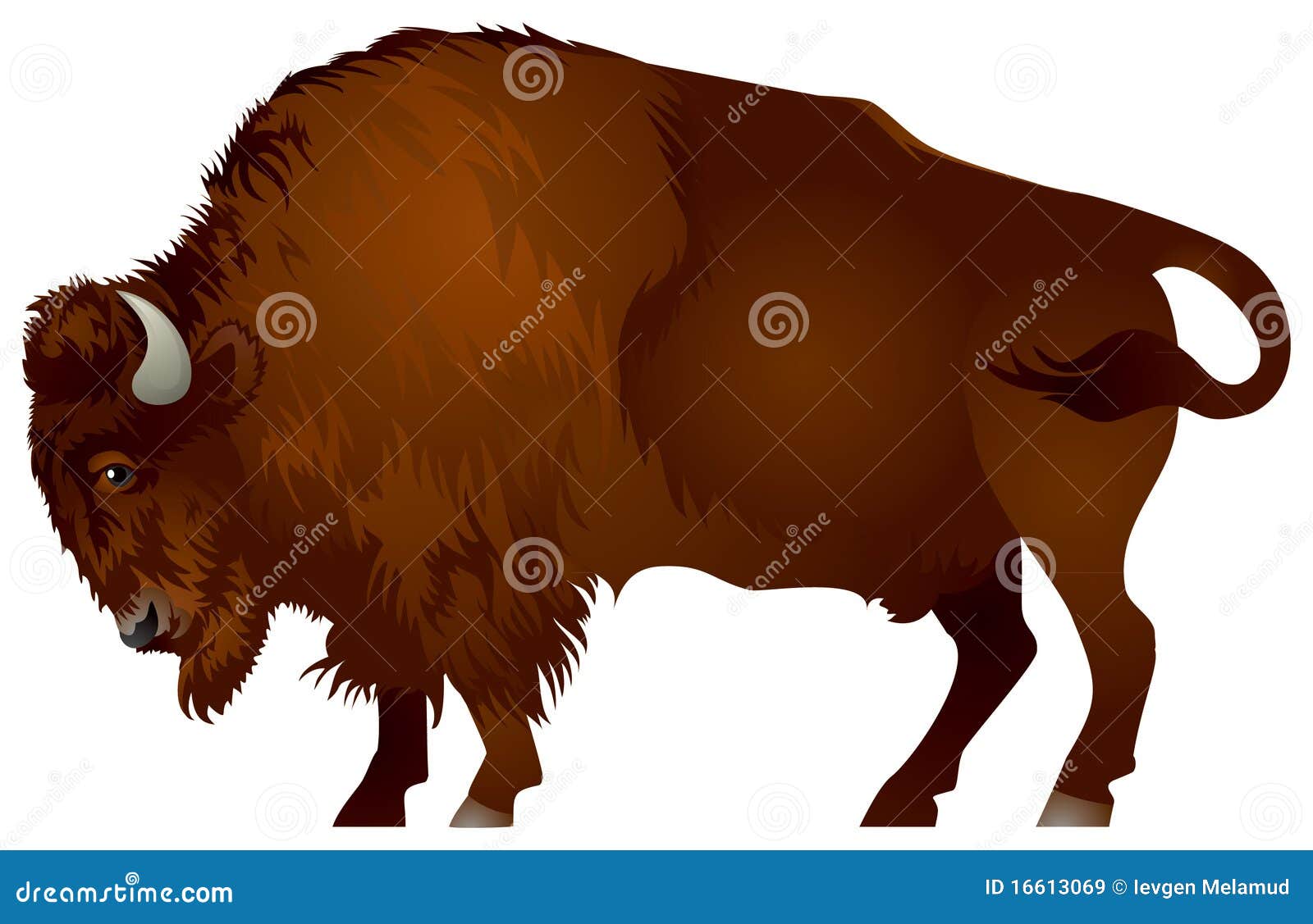 Bison stock vector. Illustration of america, wisent, american - 16613069