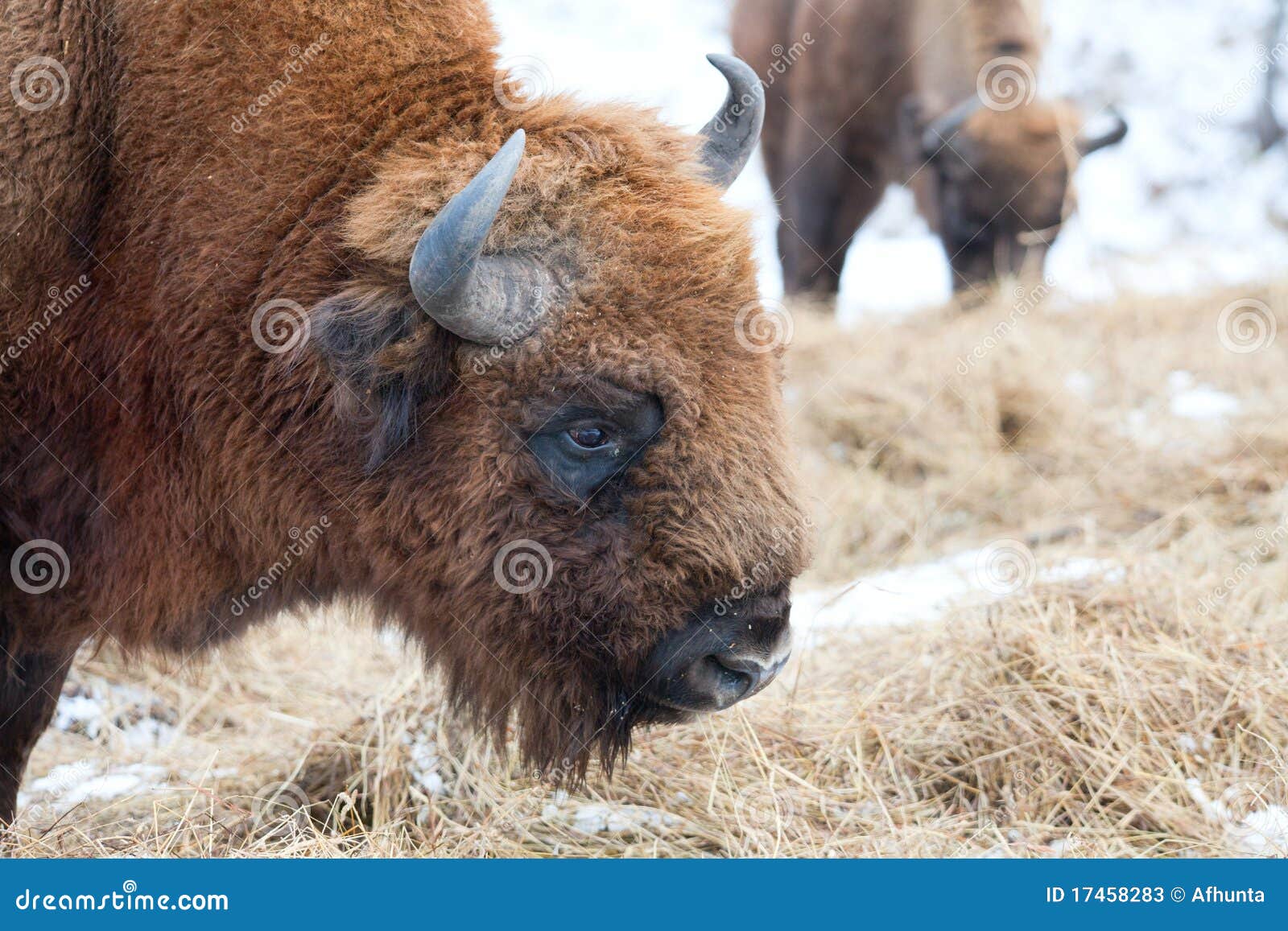 Bison stock image. Image of aurochs, extreme, horn, north - 17458283