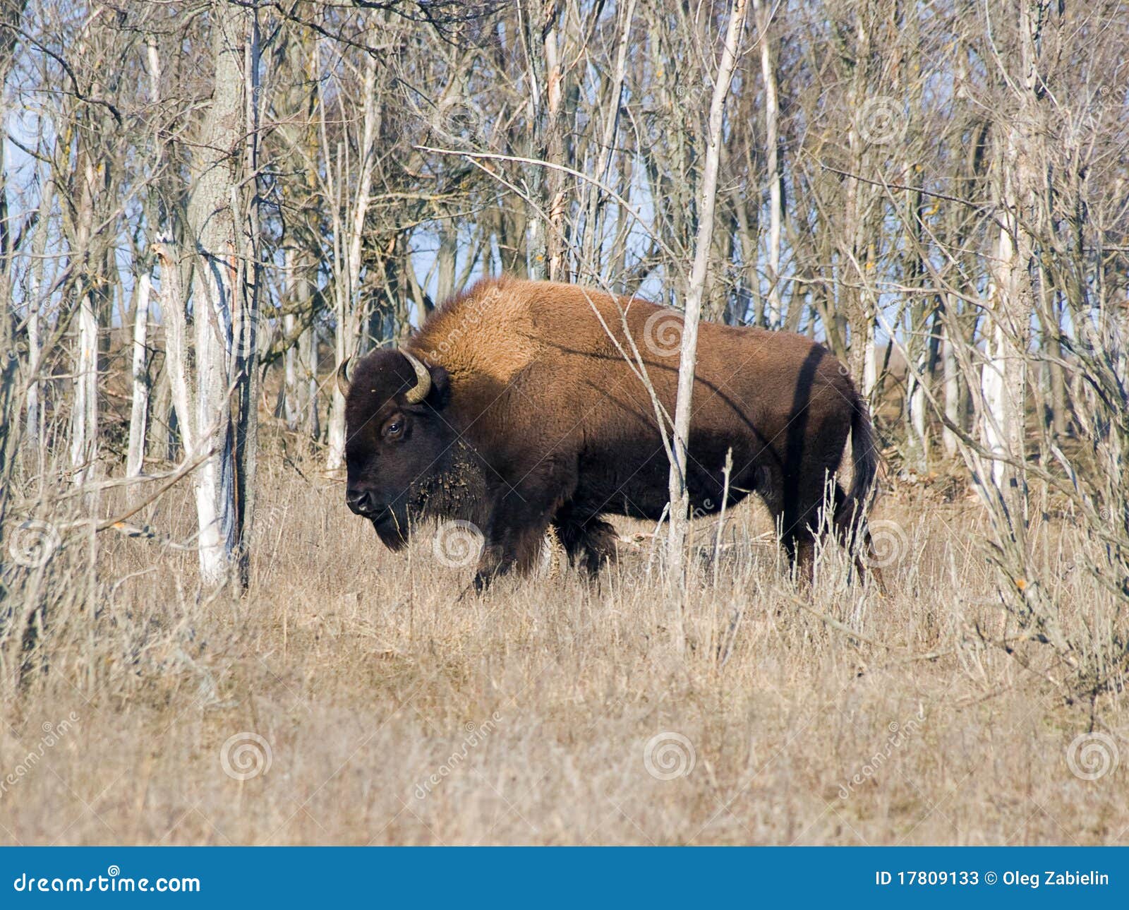 Bison stock image. Image of mammal, cattle, male, bison - 17809133