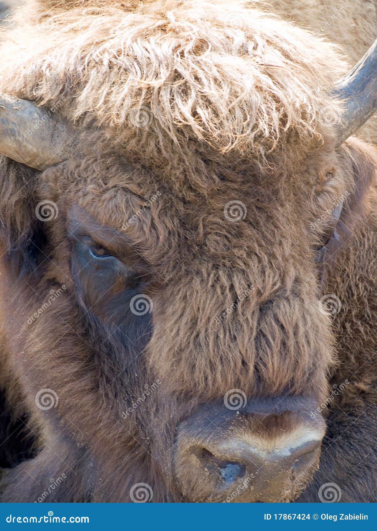 Bison stock photo. Image of horn, nature, bison, zubr - 17867424
