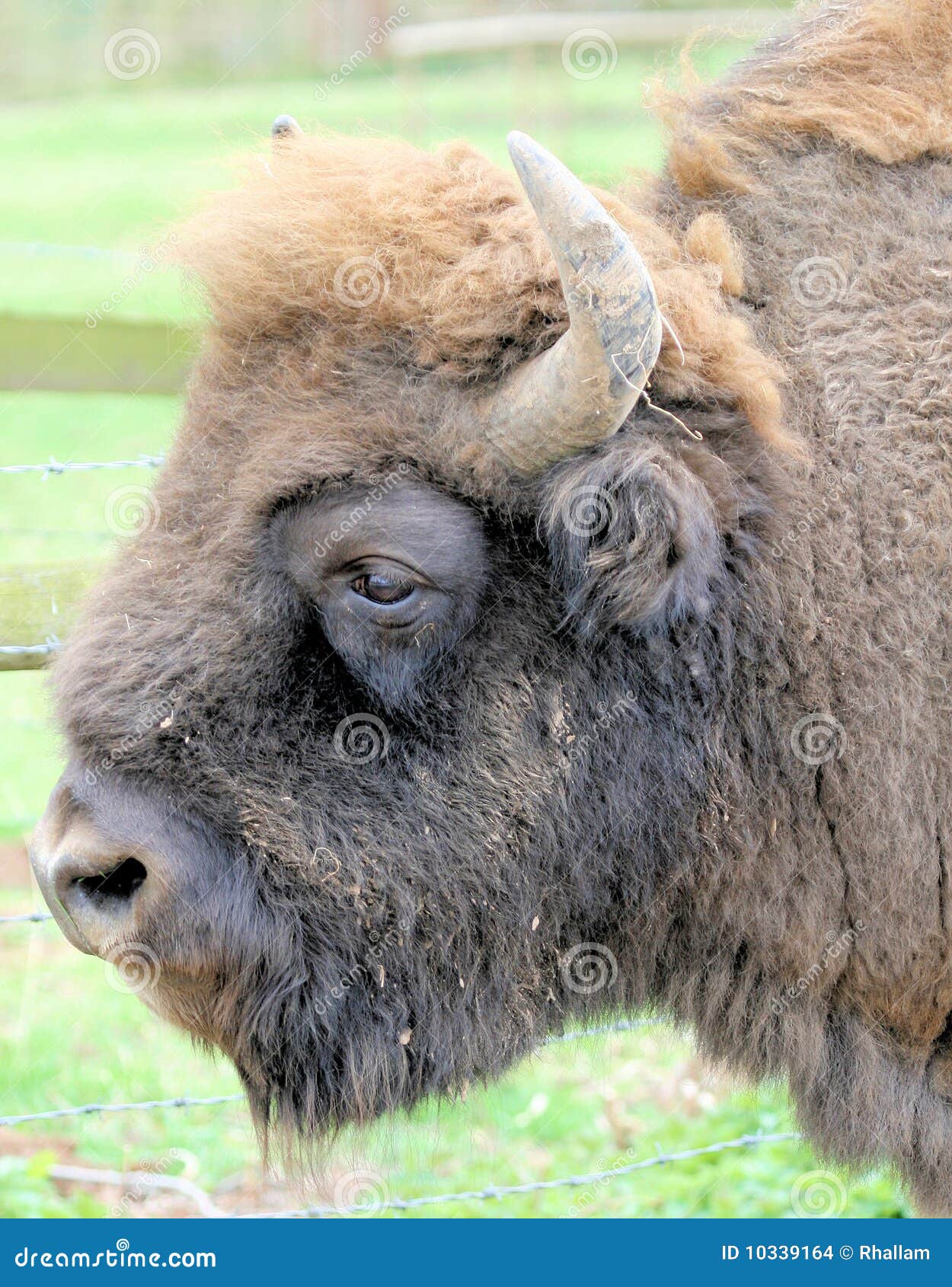 Bison 2 stock photo. Image of wool, mammal, buffalo, wild - 10339164