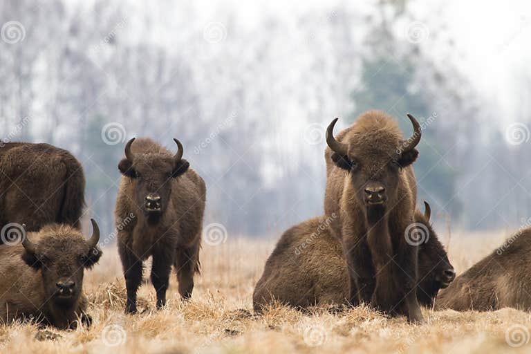 Bison stock photo. Image of animals, holidays, grazing - 20136386