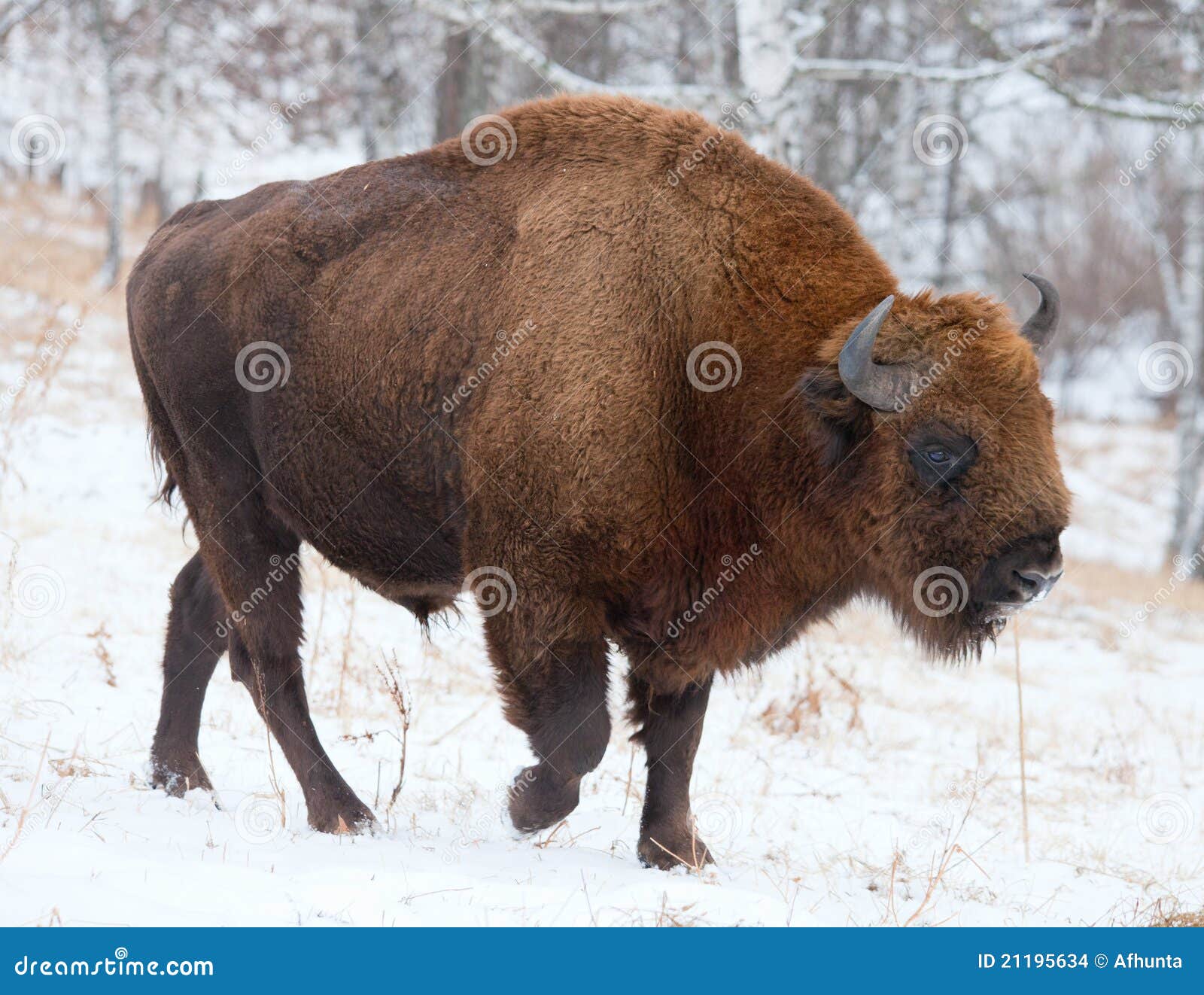 Bison photo stock. Image du grand, belarus, bison, fourrure - 21195634