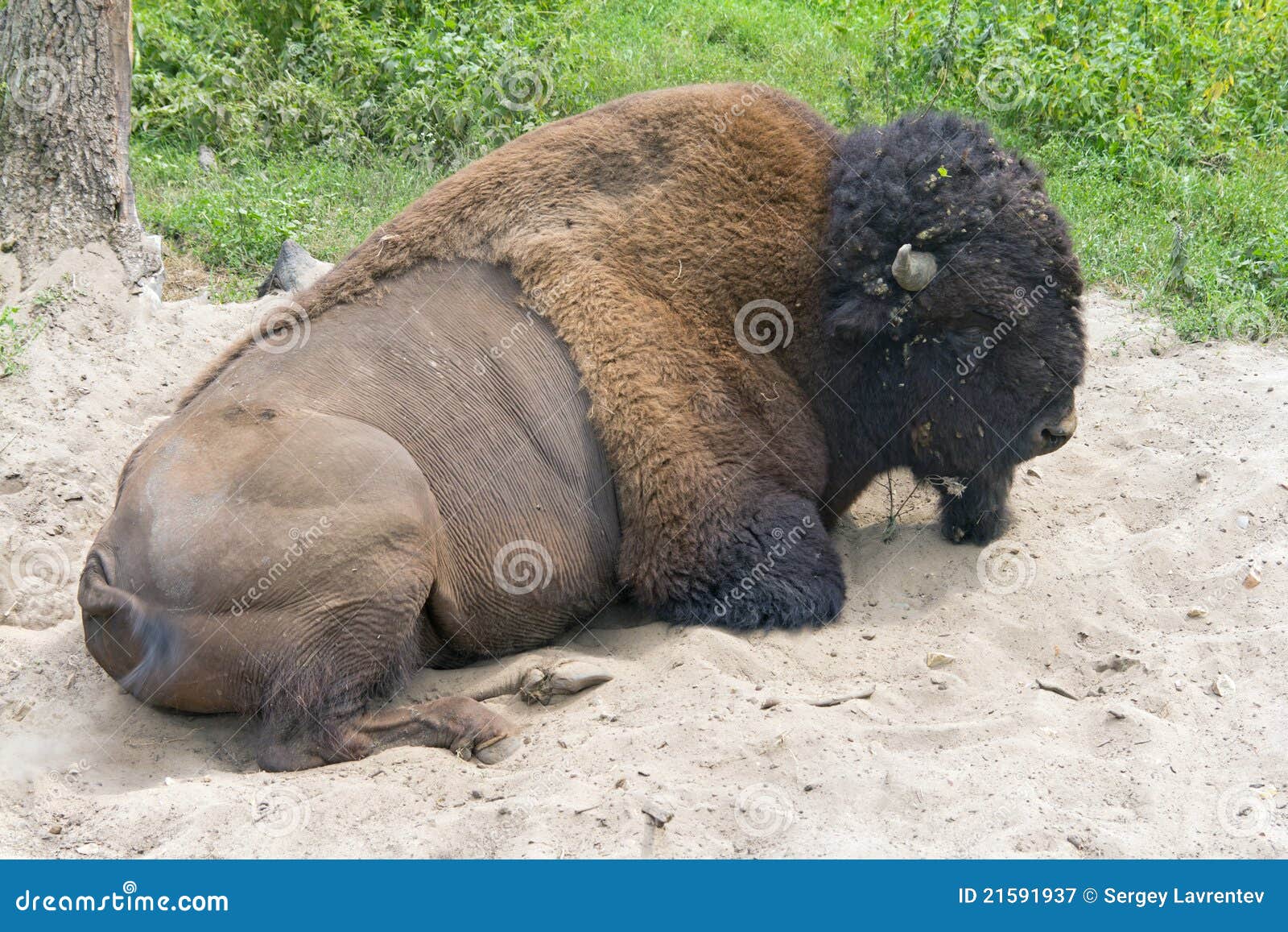 Bison stock image. Image of bull, park, cattle, lying - 21591937