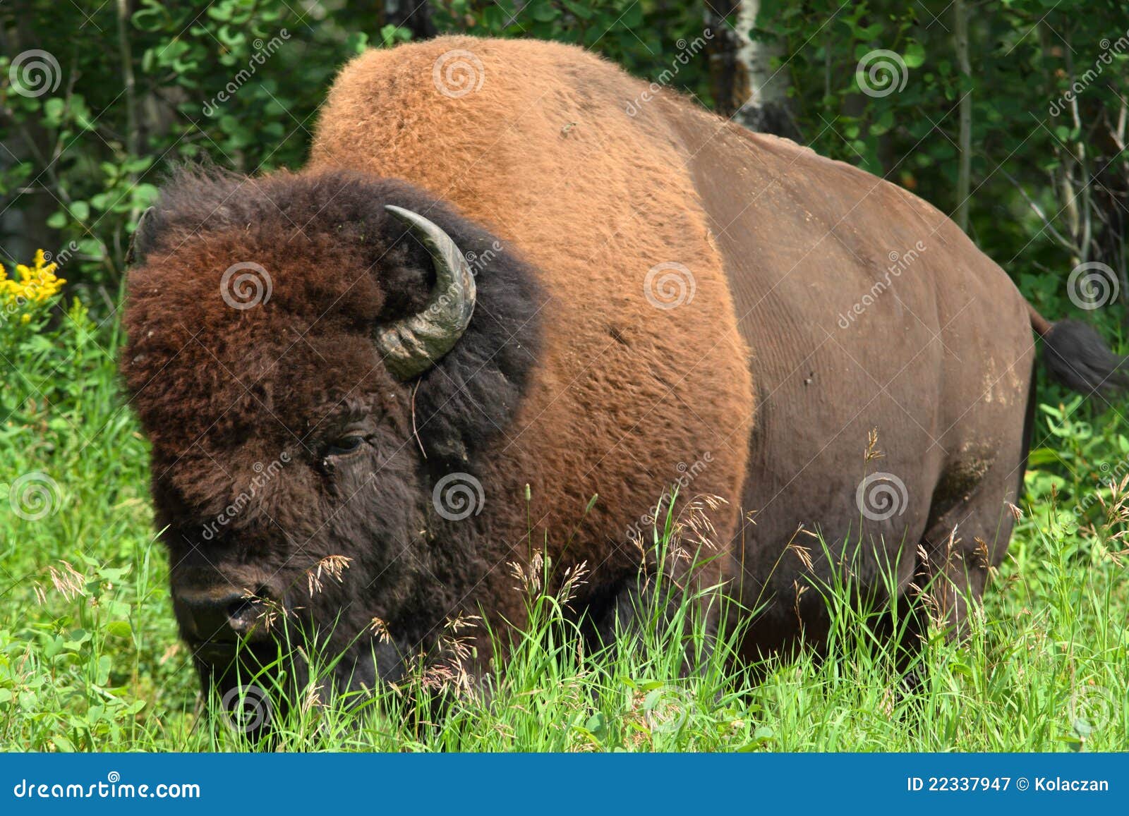 219 Stampeding Bison Photos - Free & Royalty-Free Stock Photos from ...