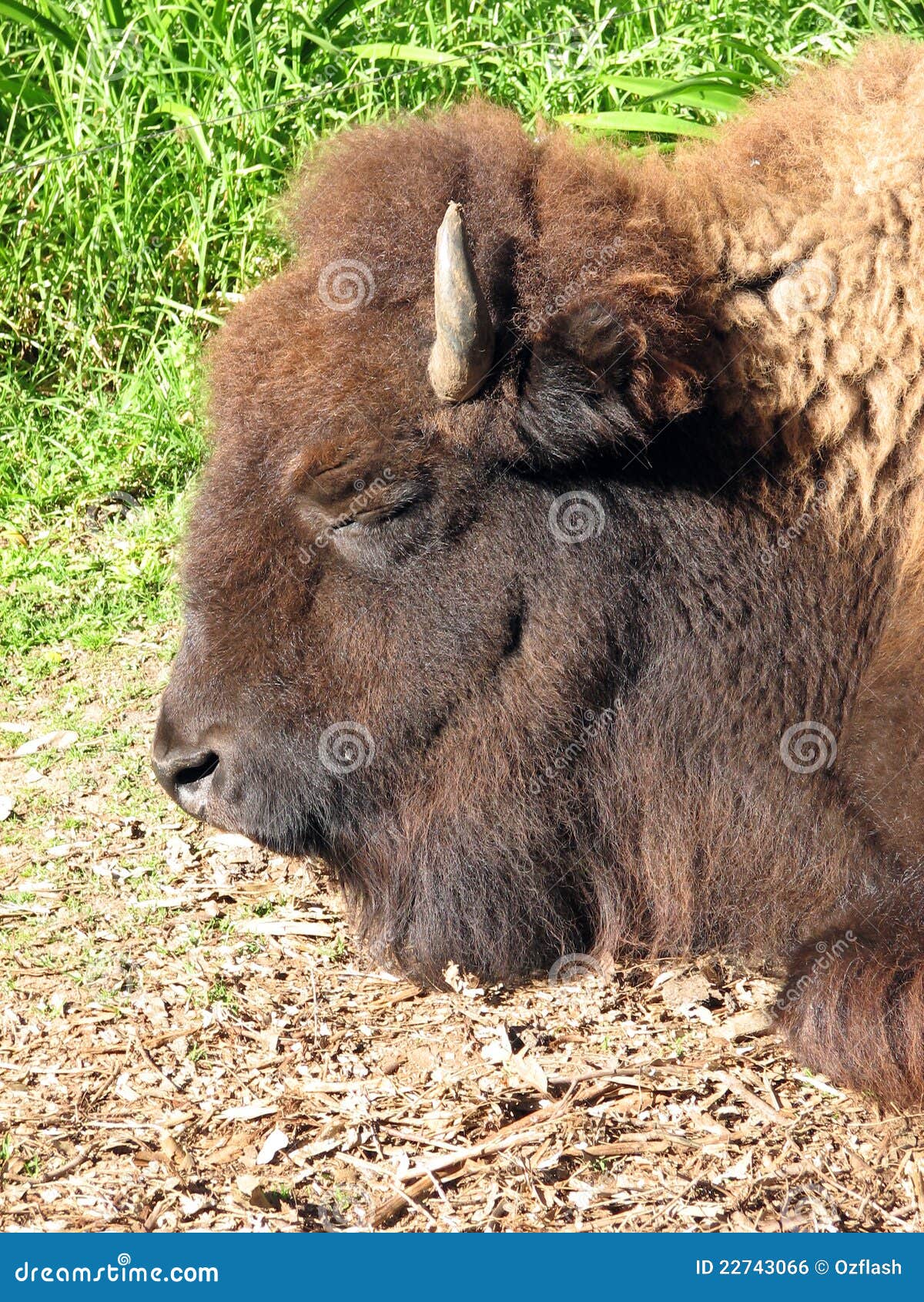 Bison stock photo. Image of buffalo, rugged, bull, bison - 22743066