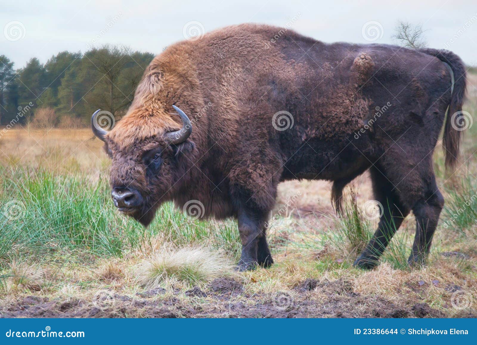 Strong Bison Stock Photography | CartoonDealer.com #11113952