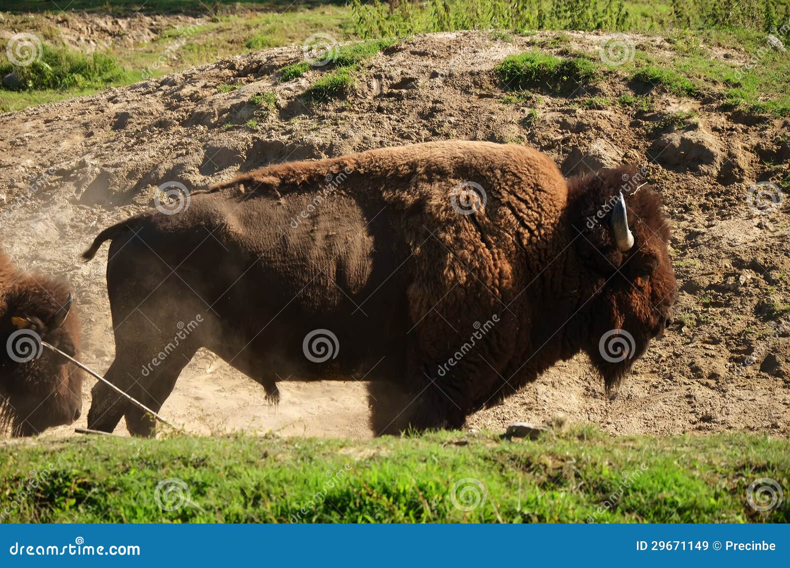 Bison stock image. Image of bison, horn, wild, nature - 29671149