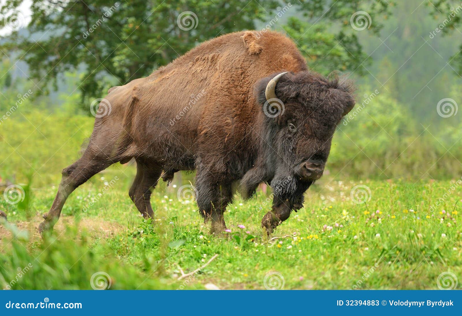 Bison image stock. Image du brun, mammifère, bête, refuge - 32394883