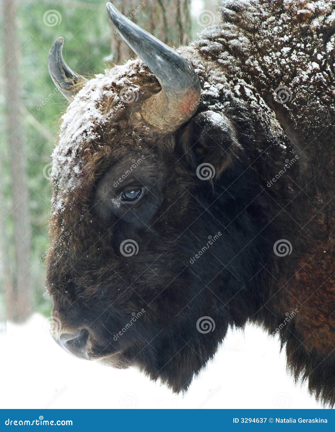 The bison stock image. Image of animals, bison, management - 3294637