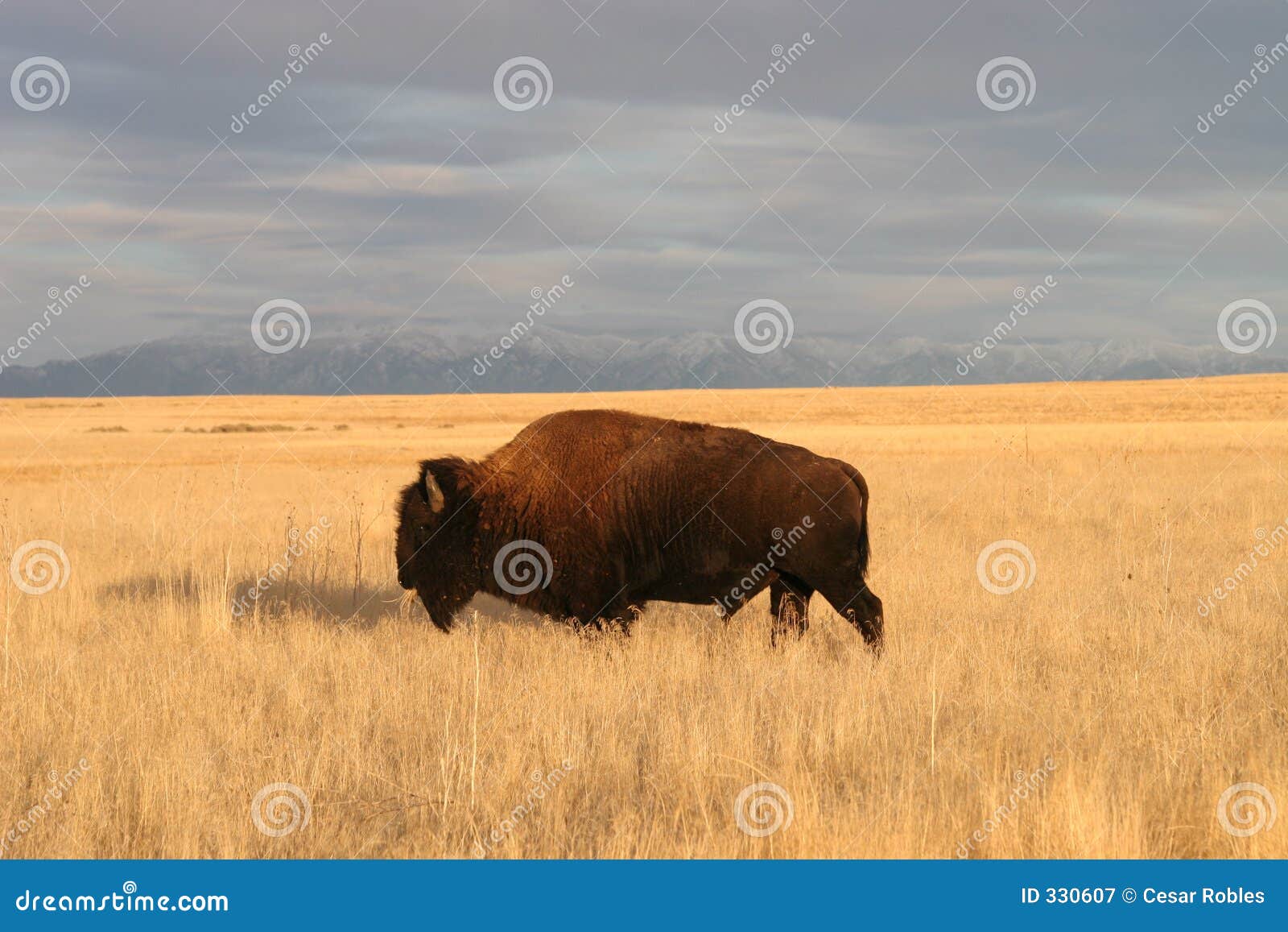 Bison stock image. Image of outdoors, grey, bison, field - 330607