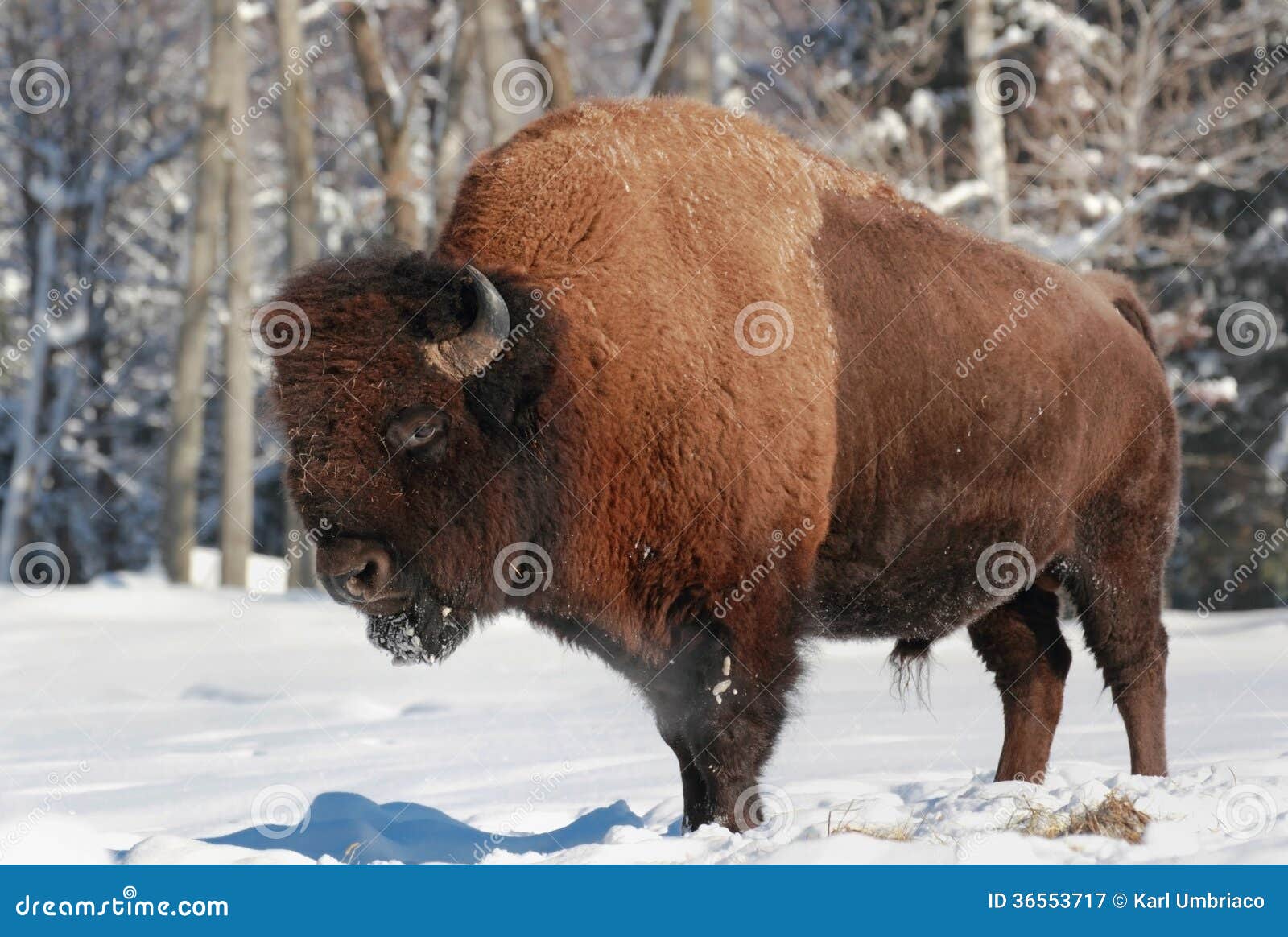 Bison stockbild. Bild von säugetier, leistung, winter - 36553717