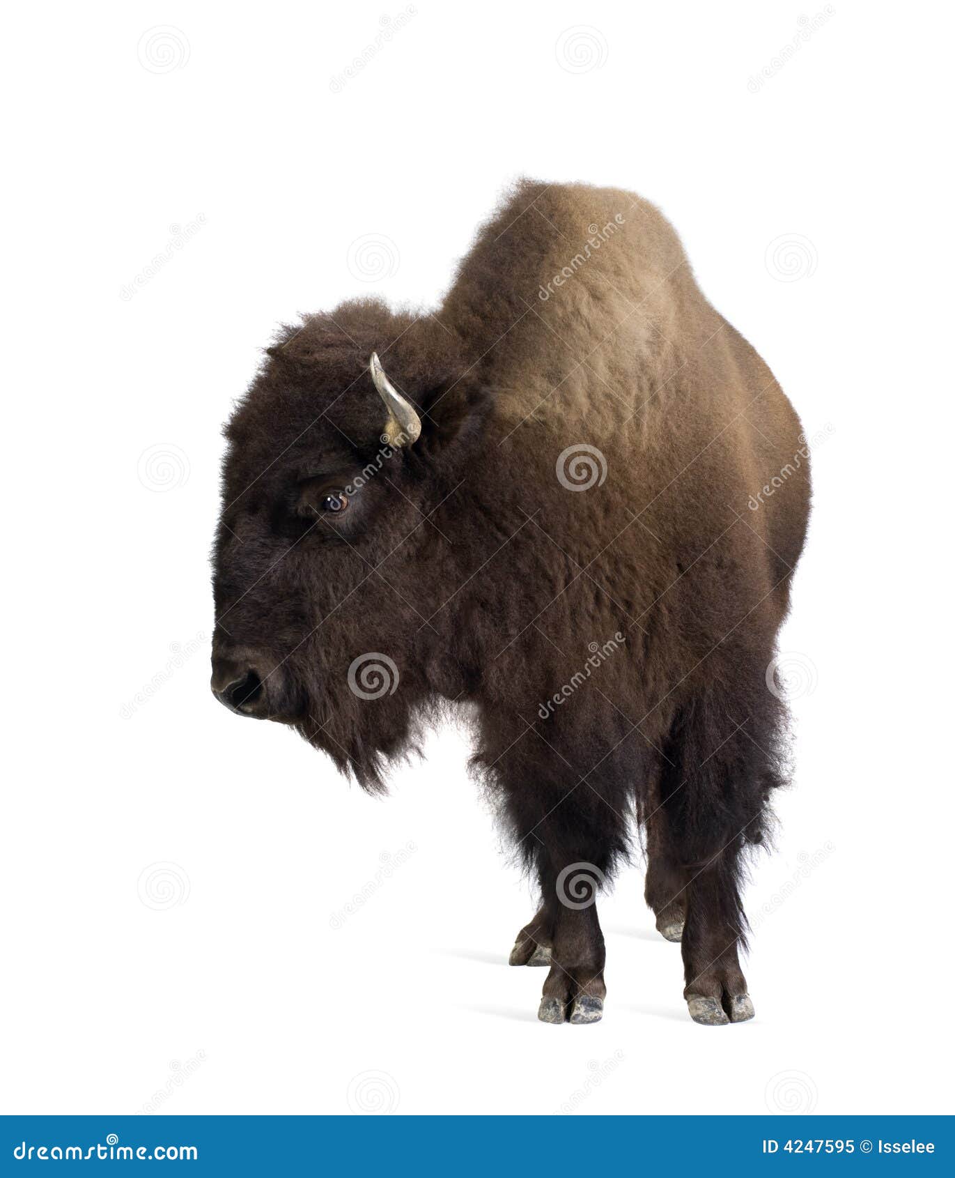 143 Bison Front View Stock Photos - Free & Royalty-Free Stock Photos ...