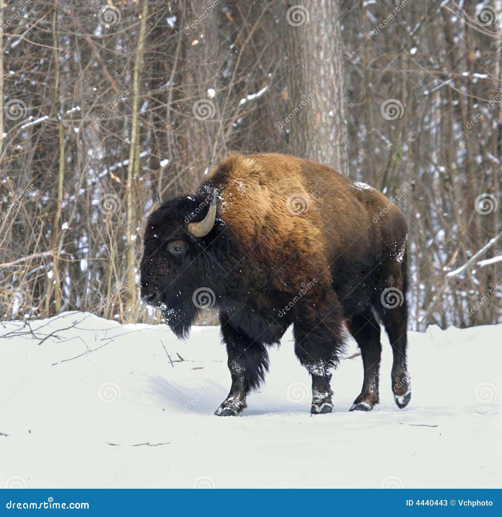 Bison stock image. Image of bison, life, hair, great, huge - 4440443