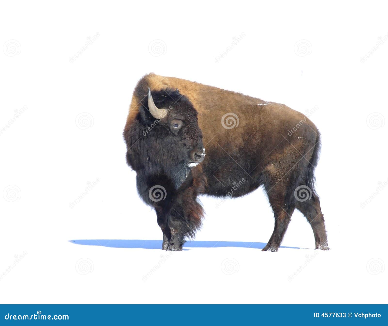 119 Russian Bison Stock Photos - Free & Royalty-Free Stock Photos from ...