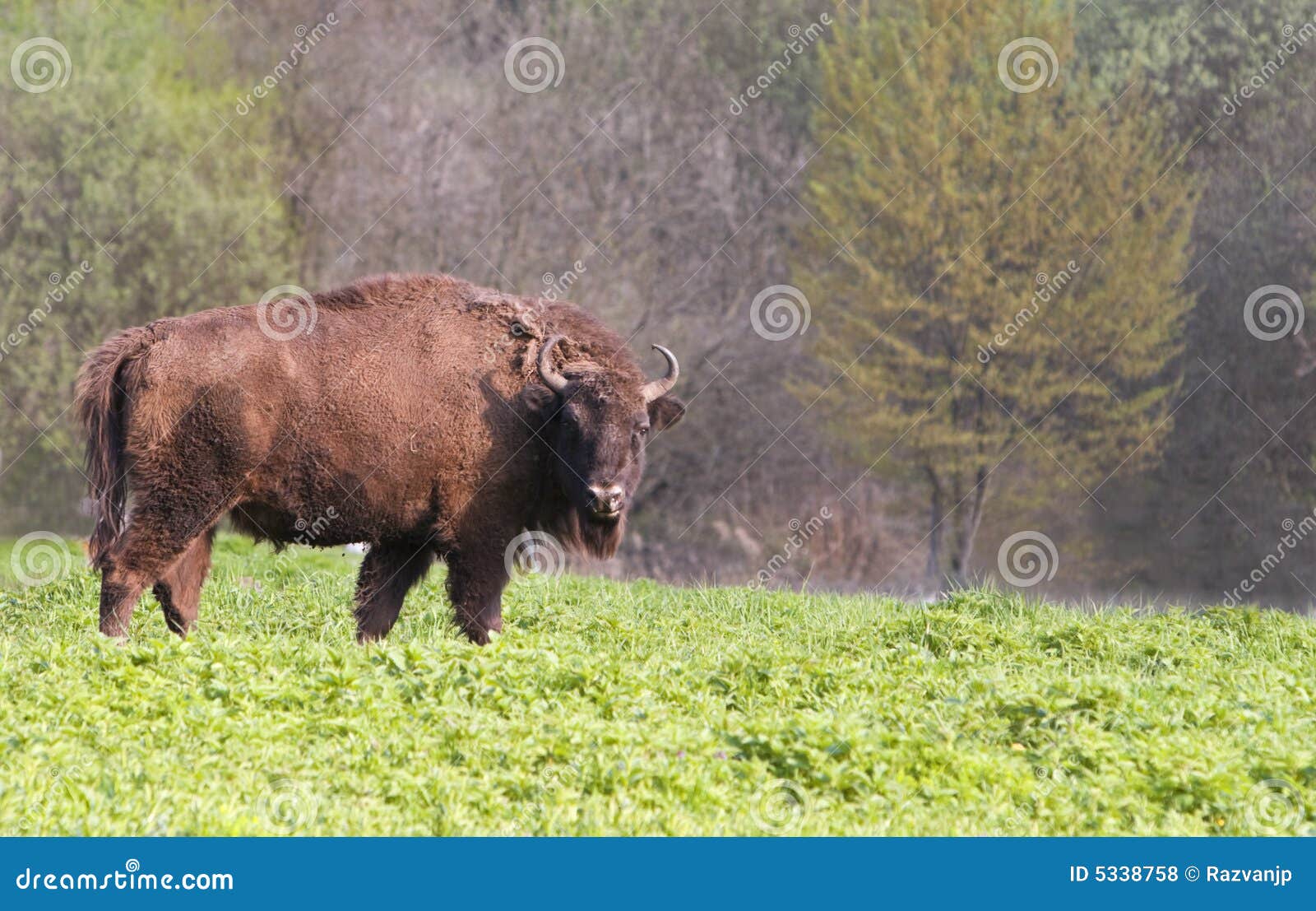 Bison stock photo. Image of spring, wild, unique, hair - 5338758