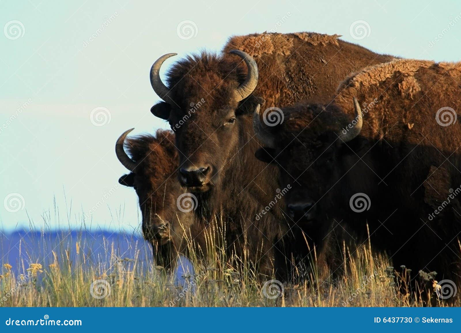 Bison stock photo. Image of wild, nature, brown, bison - 6437730