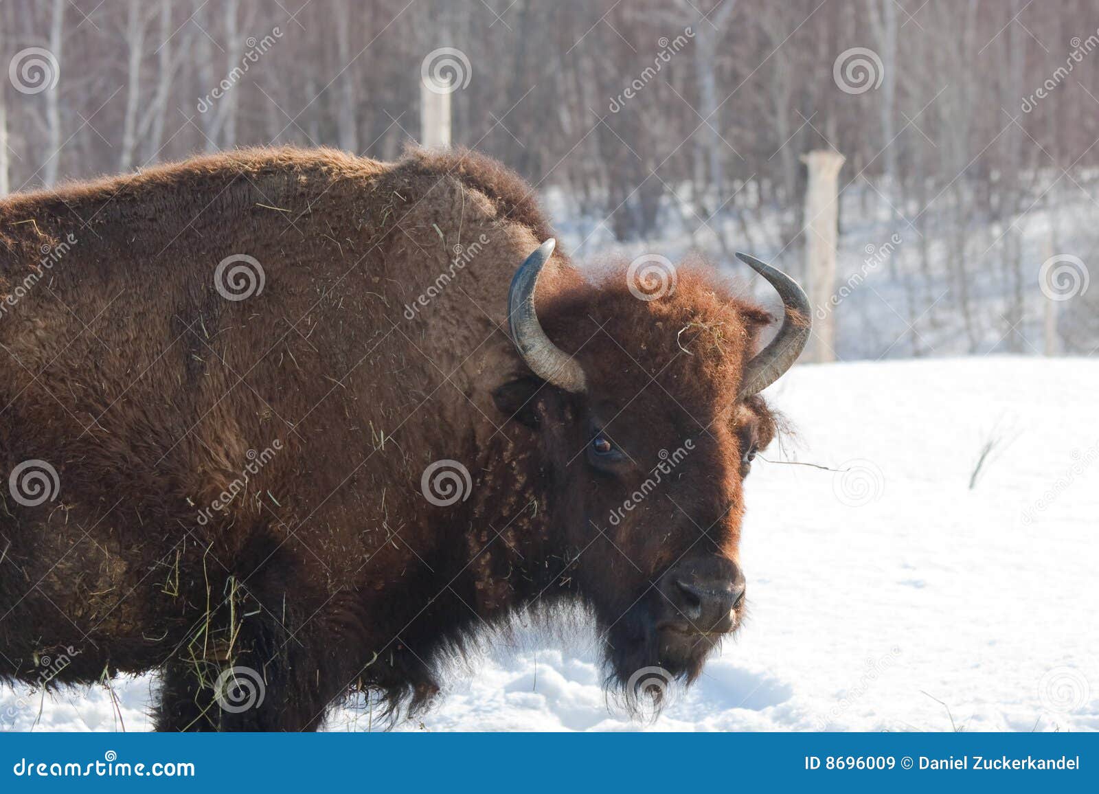 Bison stock image. Image of bison, bull, farm, hairy, bovine - 8696009