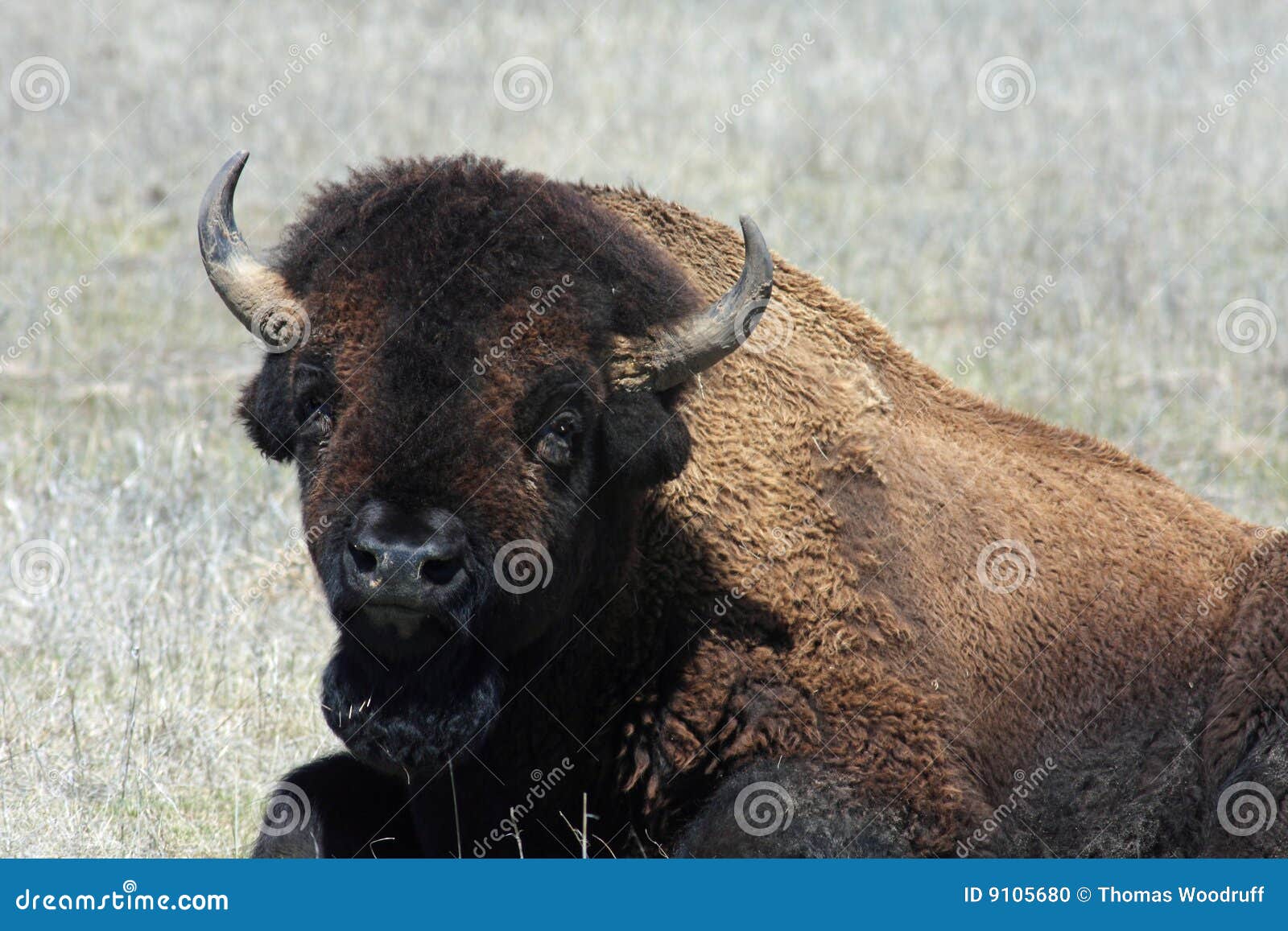 Bison stock photo. Image of bull, american, west, male - 9105680