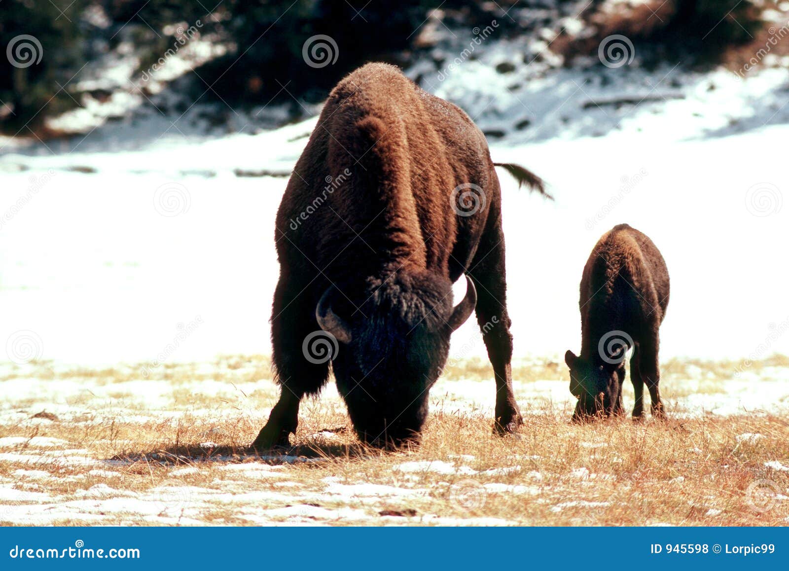 BISON stock photo. Image of grazing, plains, buffalo, fall - 945598