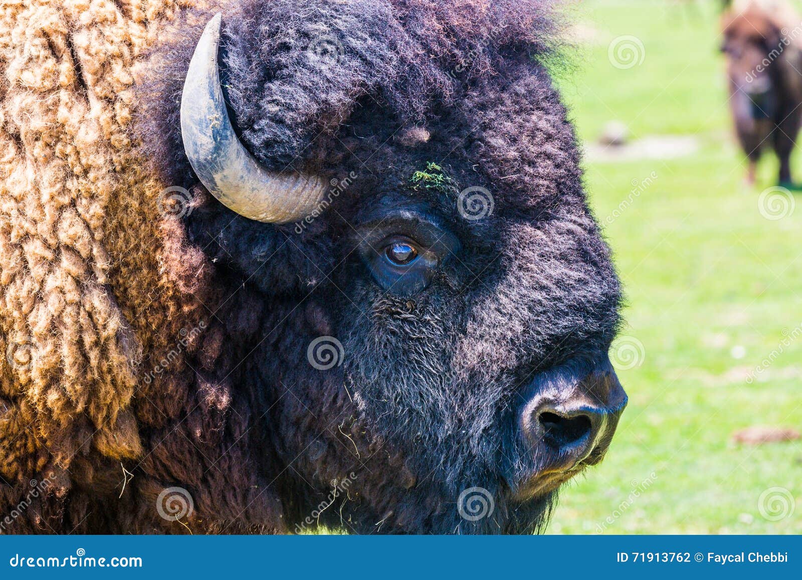 Bison stock photo. Image of deer, wild, lion, mammals - 71913762