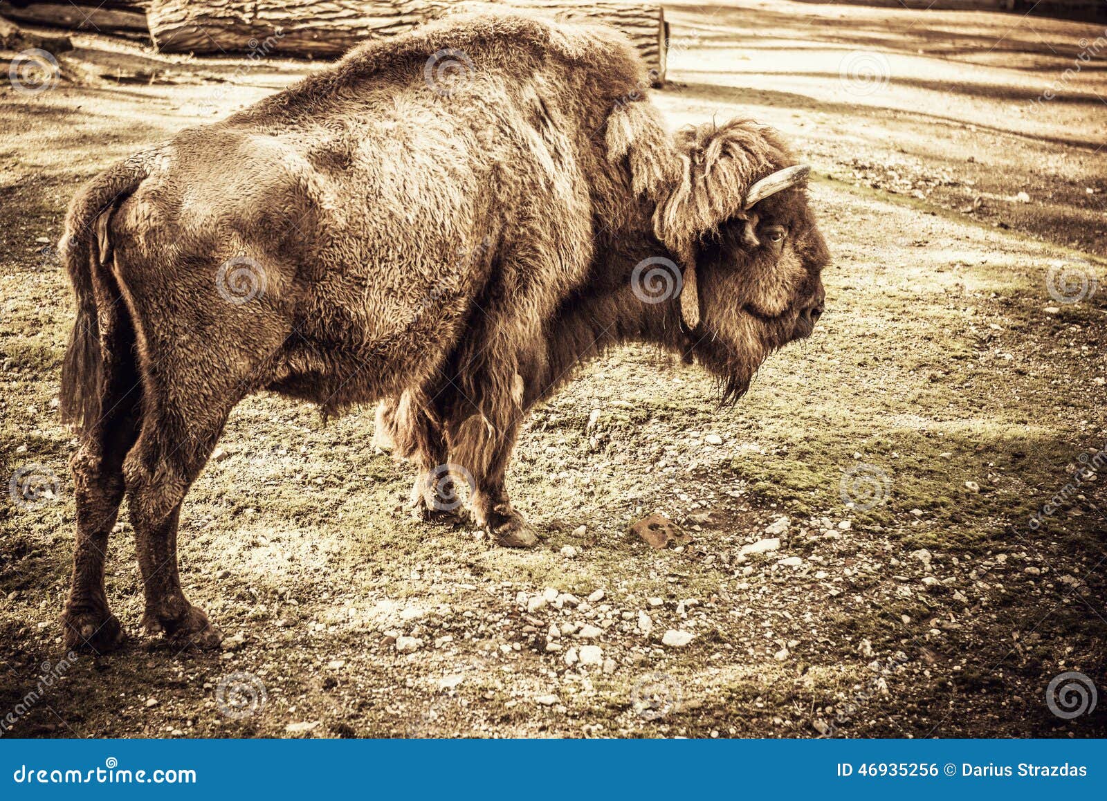 Bison alone stock photo. Image of standing, strength - 46935256