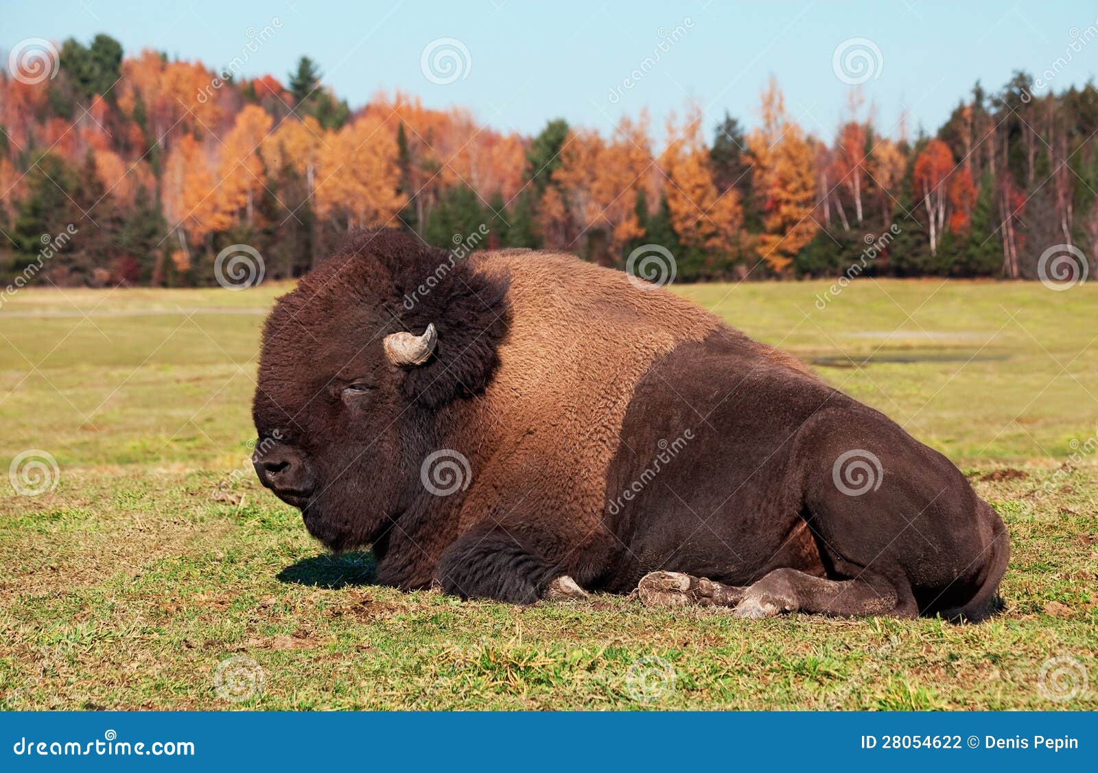 Bison Also Known As an American Buffalo Stock Photo - Image of plains ...