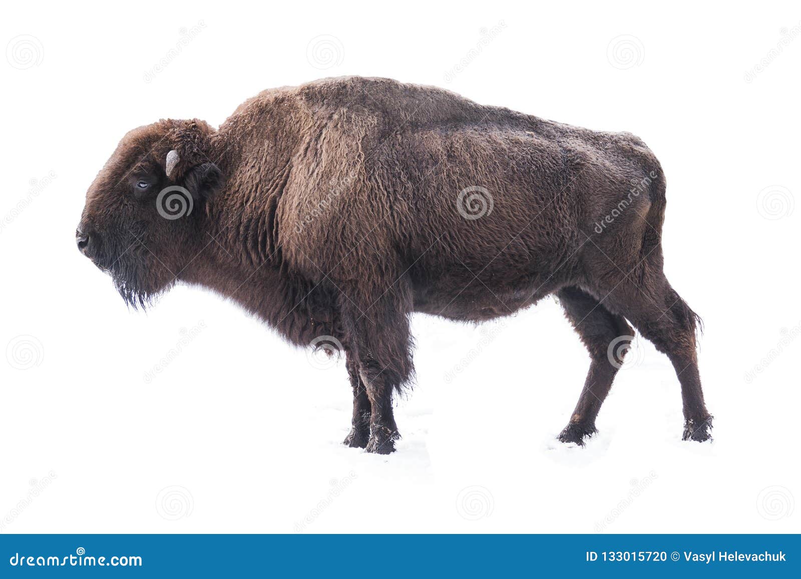 Bison american stock photo. Image of wilderness, background - 133015720