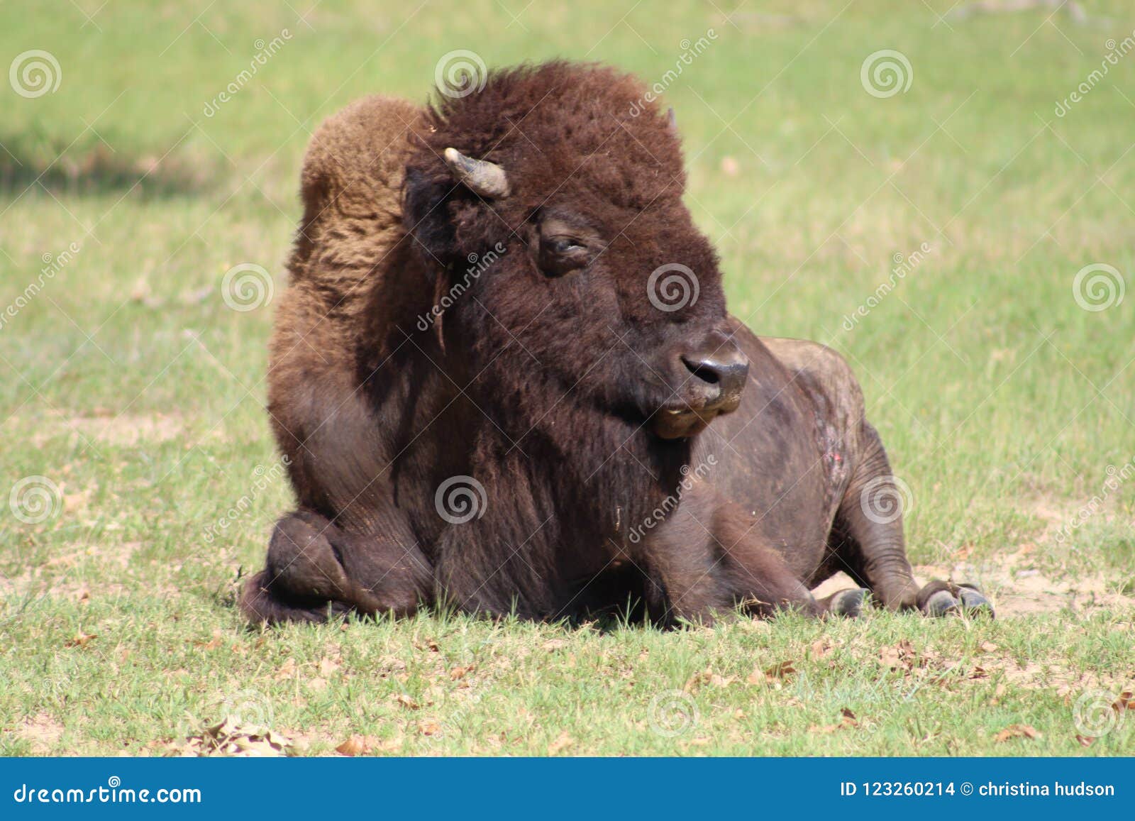 Bison stock photo. Image of laying, grass, majestic - 123260214