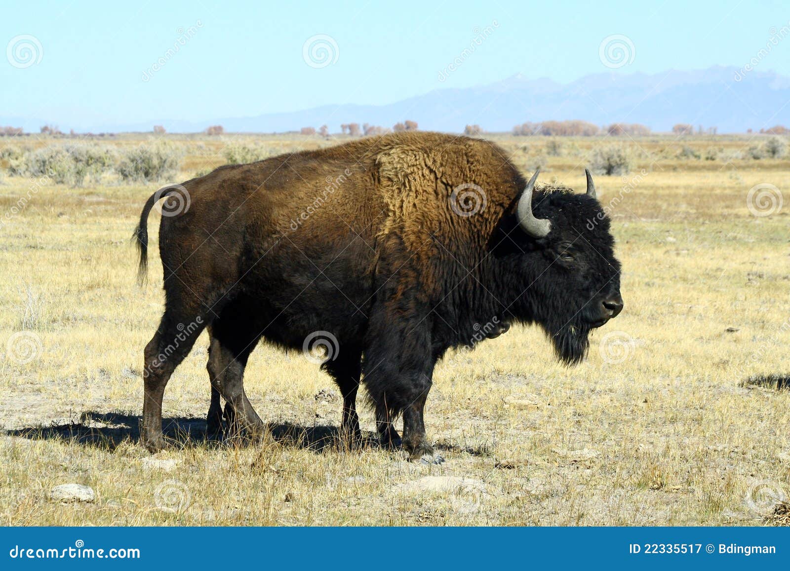 Bison auf den Ebenen stockbild. Bild von pelz, säugetiere - 22335517