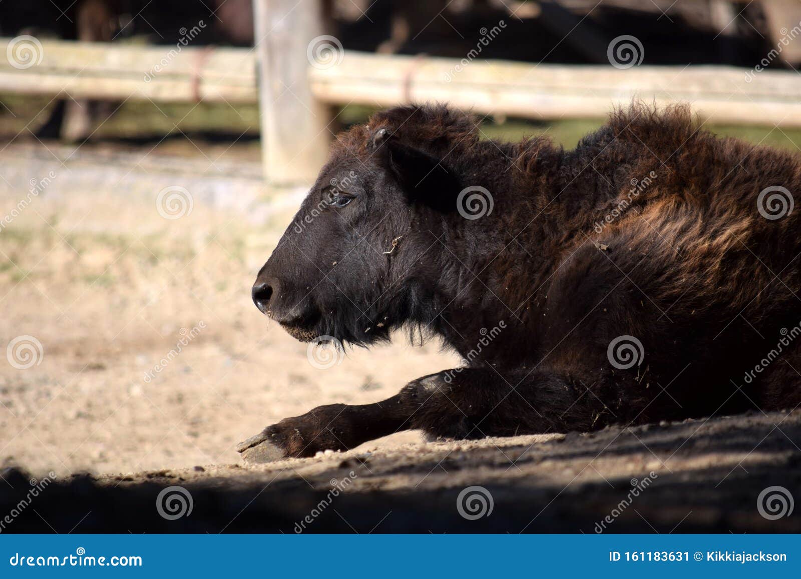 Bison Baby Calves Playing And Jumping In A Meadow In Yellowstone ...