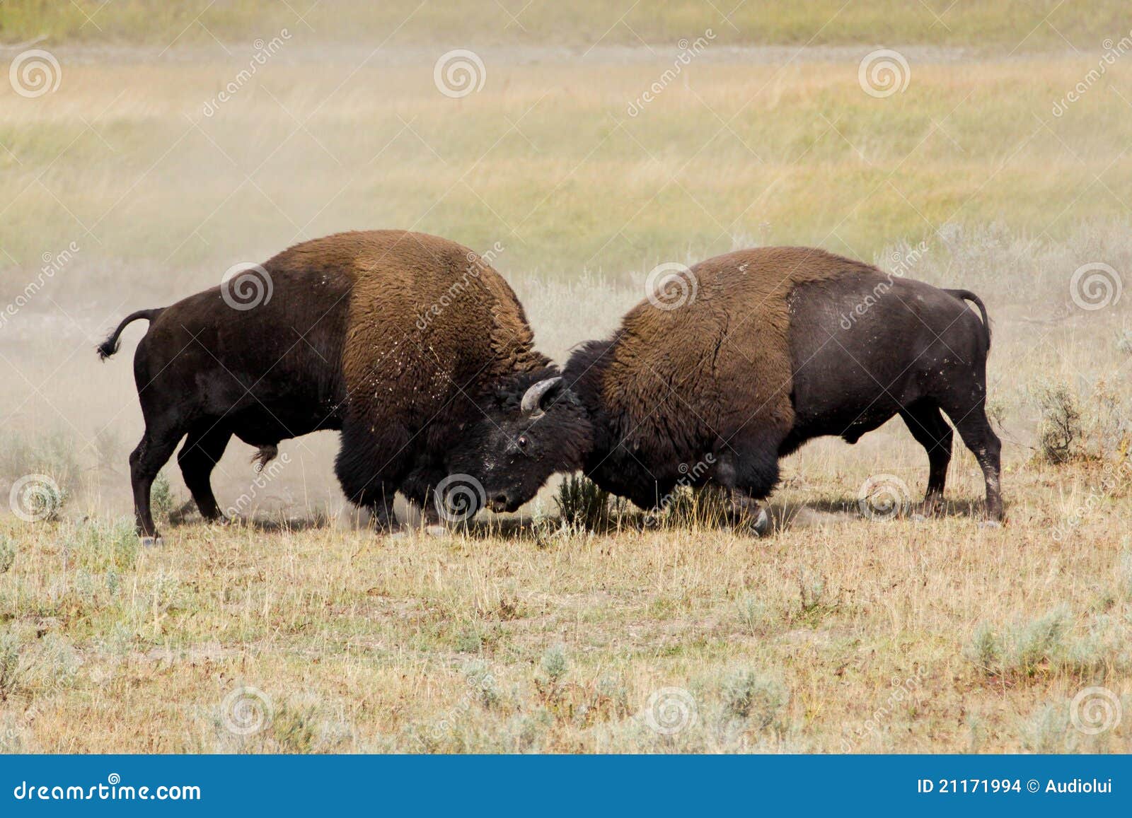 Bison battle stock photo. Image of battle, wildlife, nature - 21171994