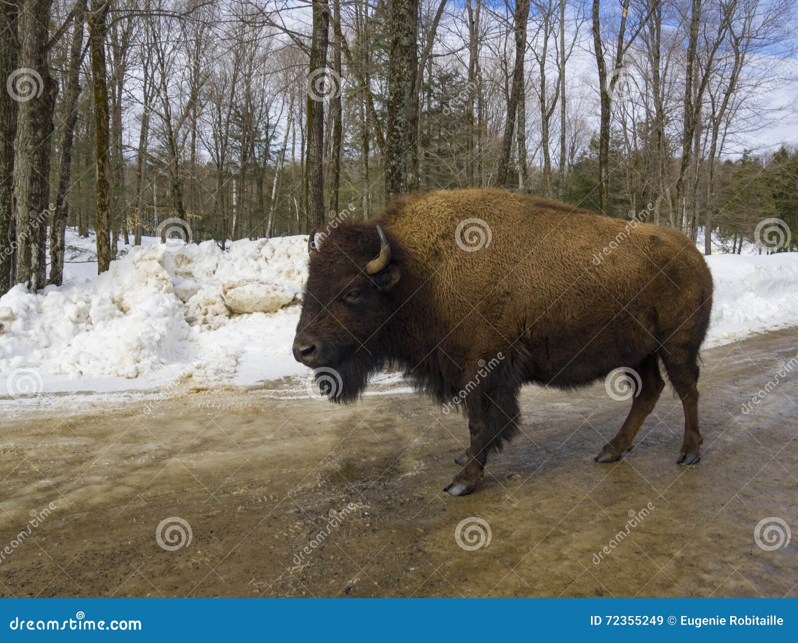 Bison stock image. Image of winter, woods, bison, nature - 72355249