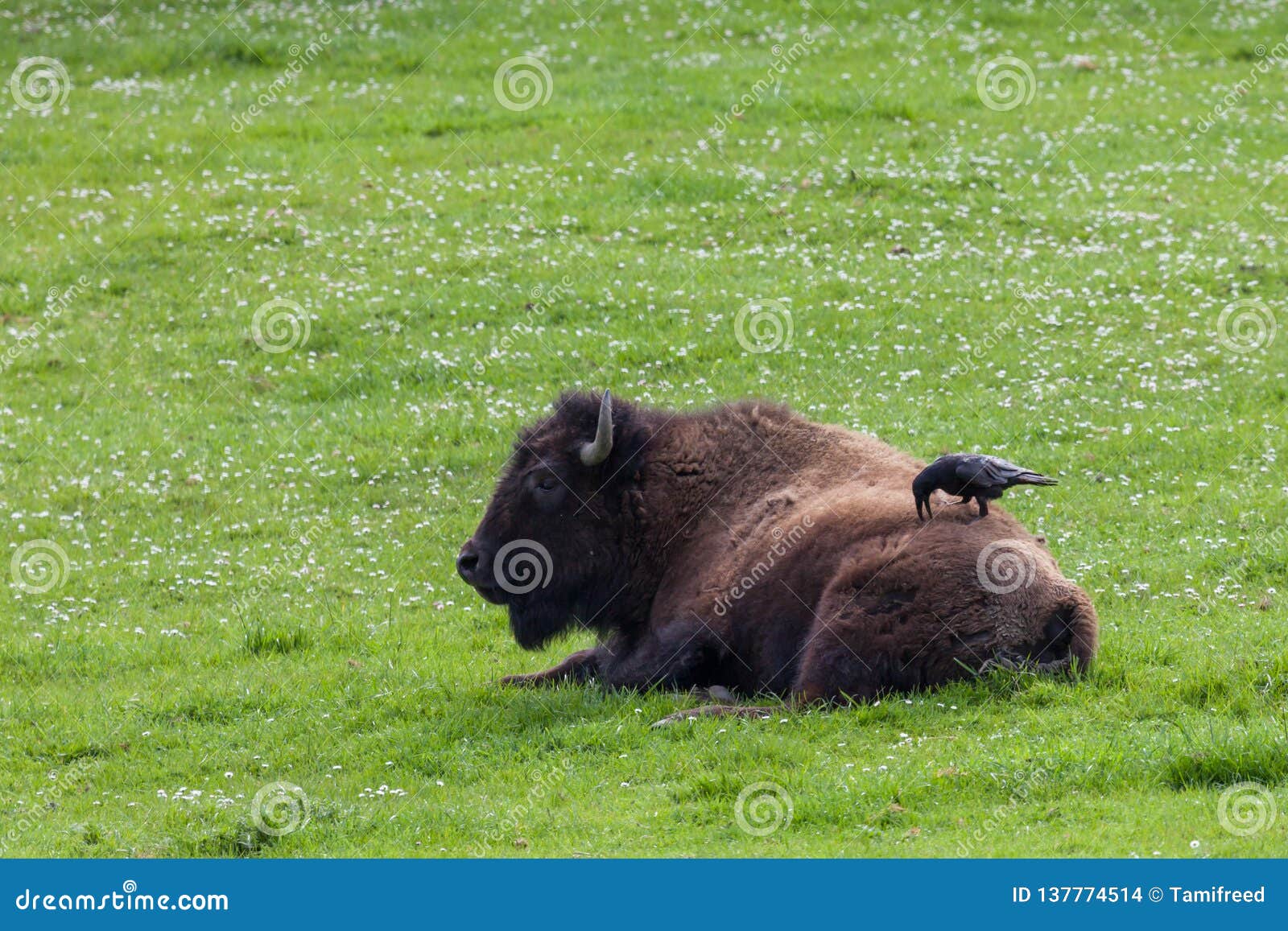 Bison with Bird stock photo. Image of horns, bulling - 137774514