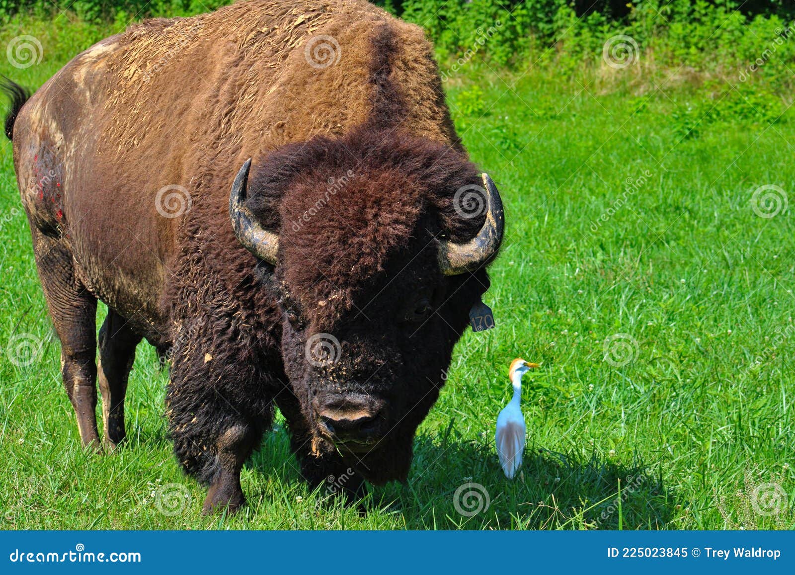 Bison bird buddies stock image. Image of bison, prarie - 225023845