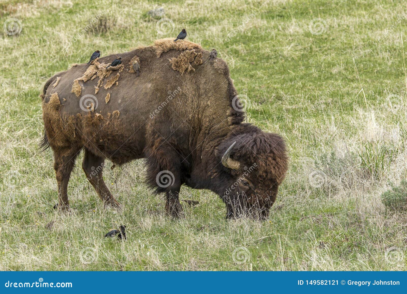 Bison with birds on it stock image. Image of large, bull - 149582121