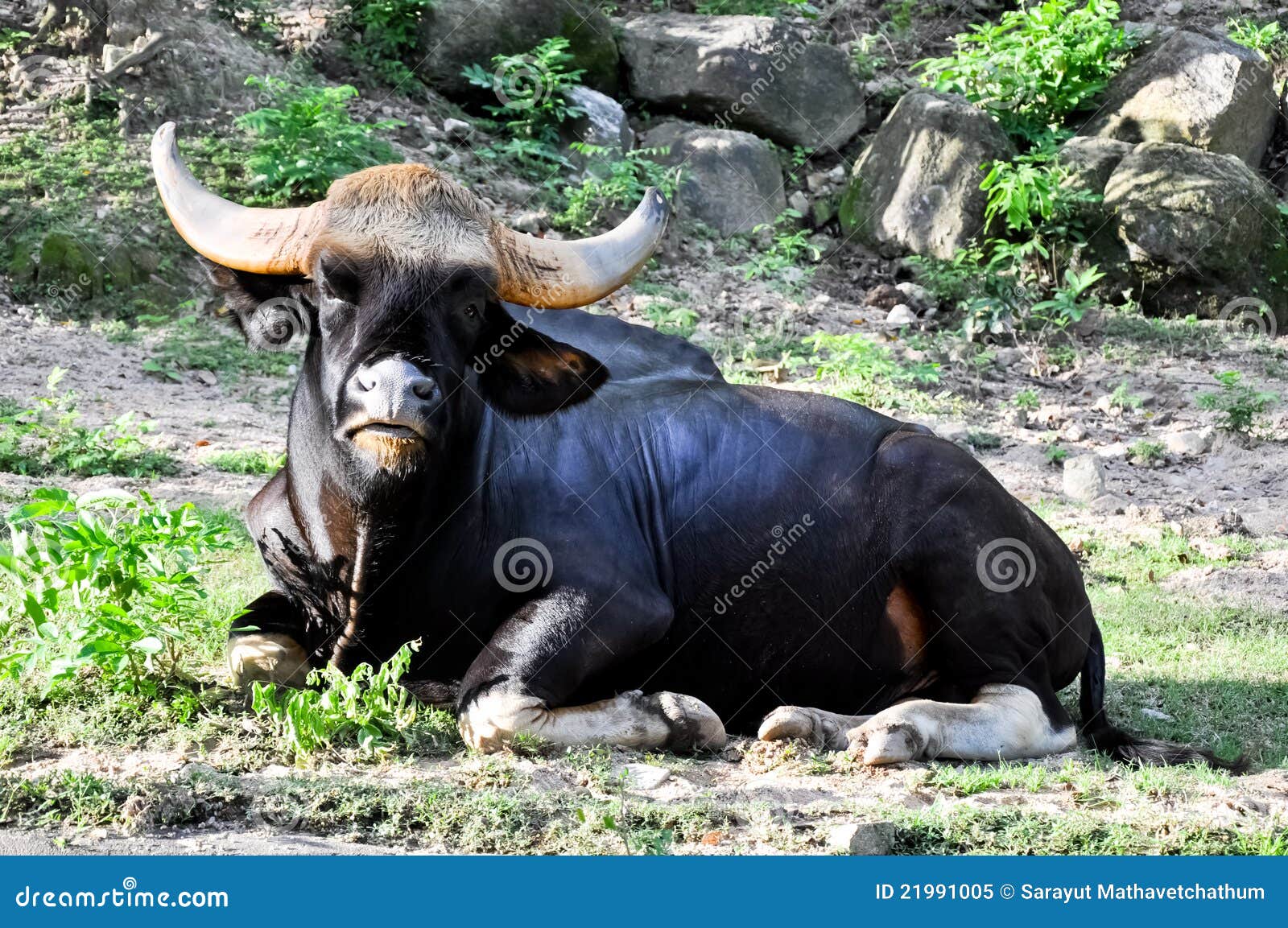 Bison black stock image. Image of portrait, powerful - 21991005