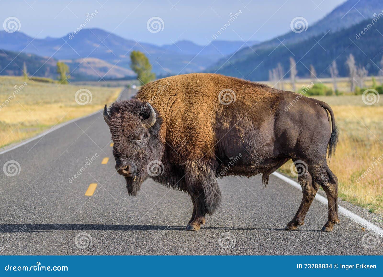 1,627 Bison Road Photos - Free & Royalty-Free Stock Photos from Dreamstime