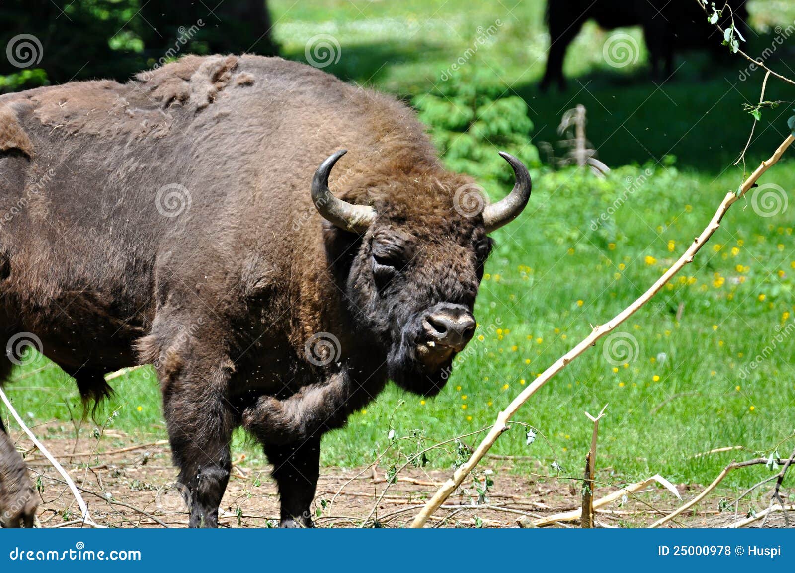 Bison bonasus stock photo. Image of conservation, food - 25000978